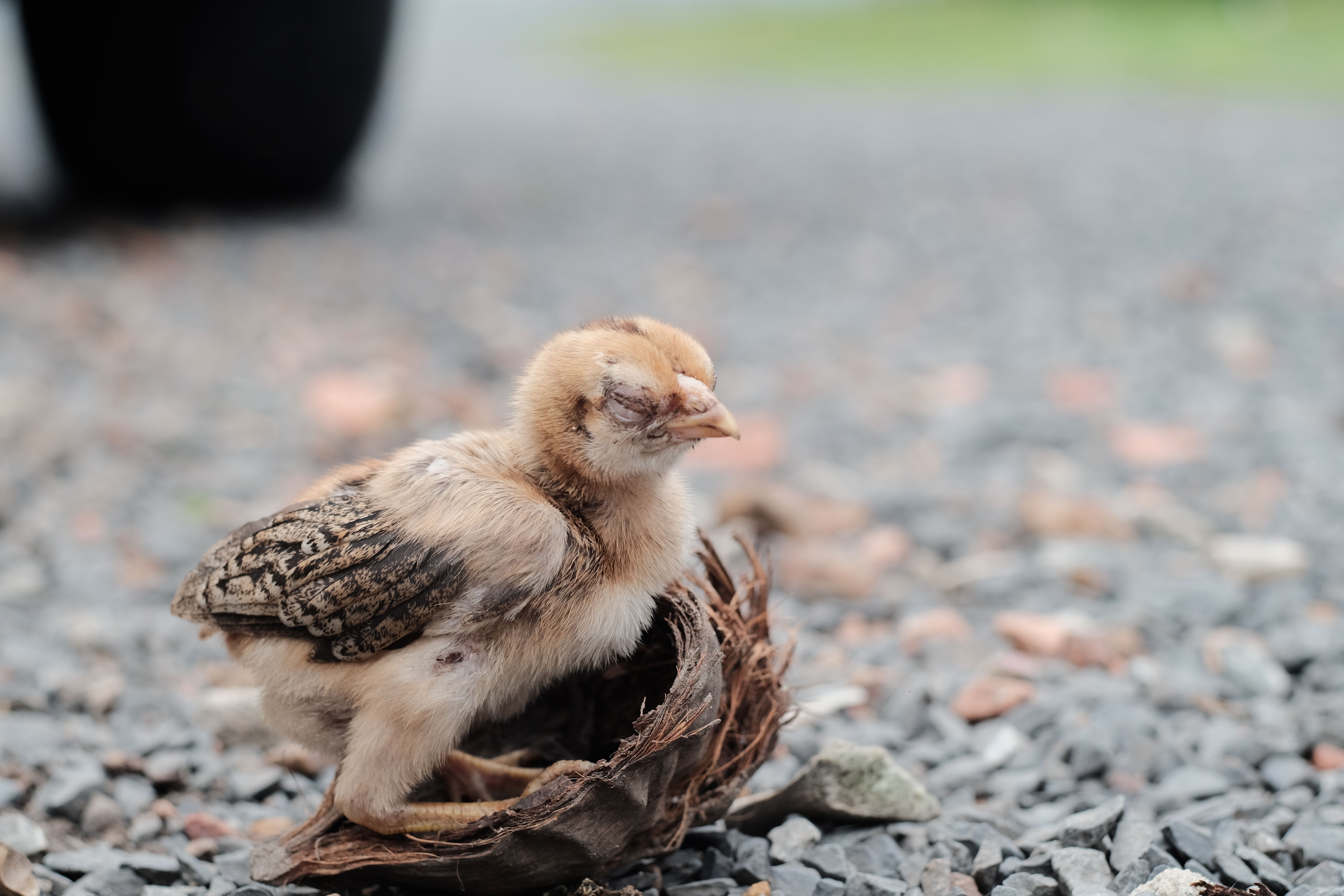 Brown Chick · Free Stock Photo