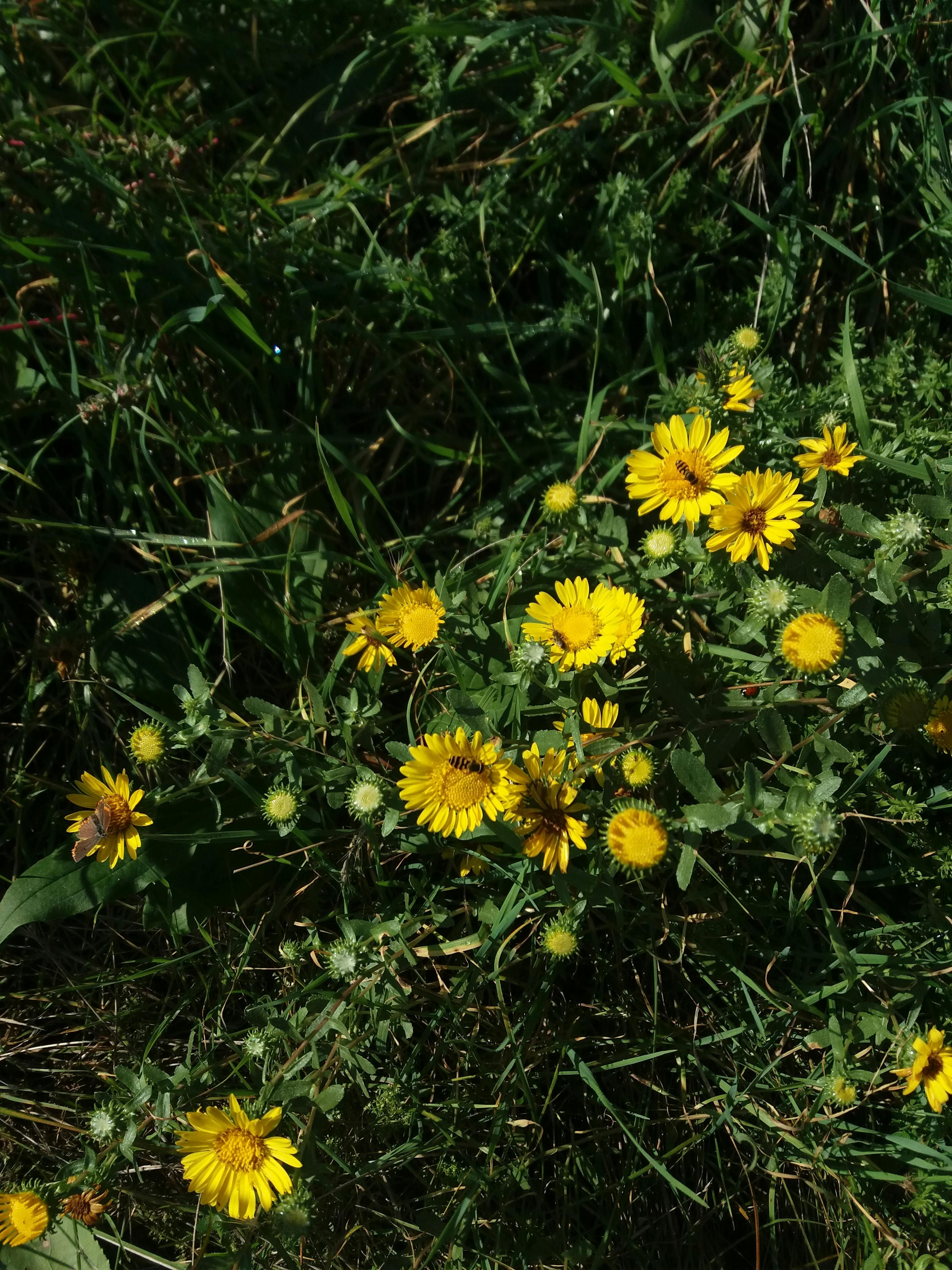 Yellow Flowers In The Green Grass | Best Flower Site
