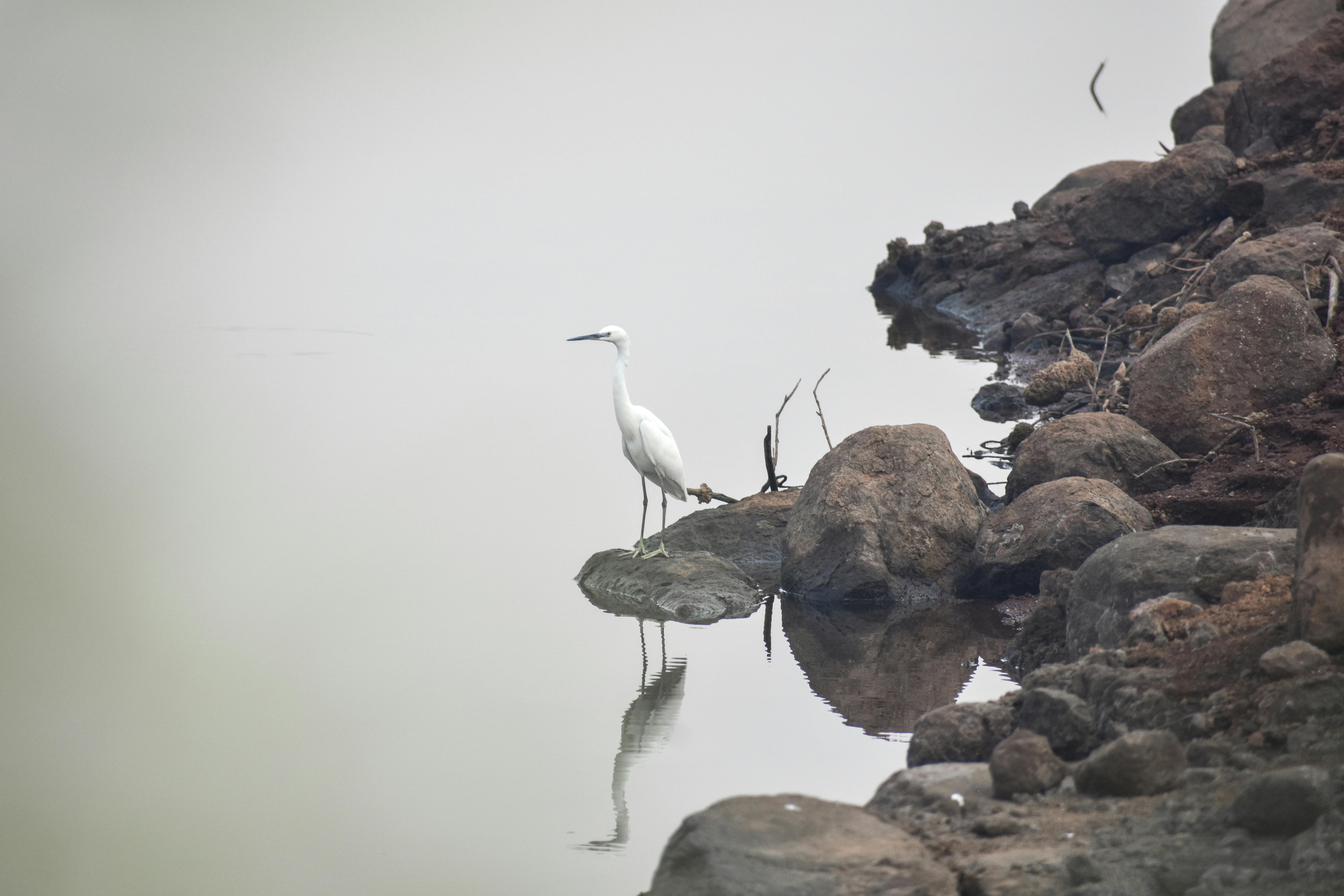 Dig With A Bird Photos, Download Free Dig With A Bird Stock Photos & HD ...