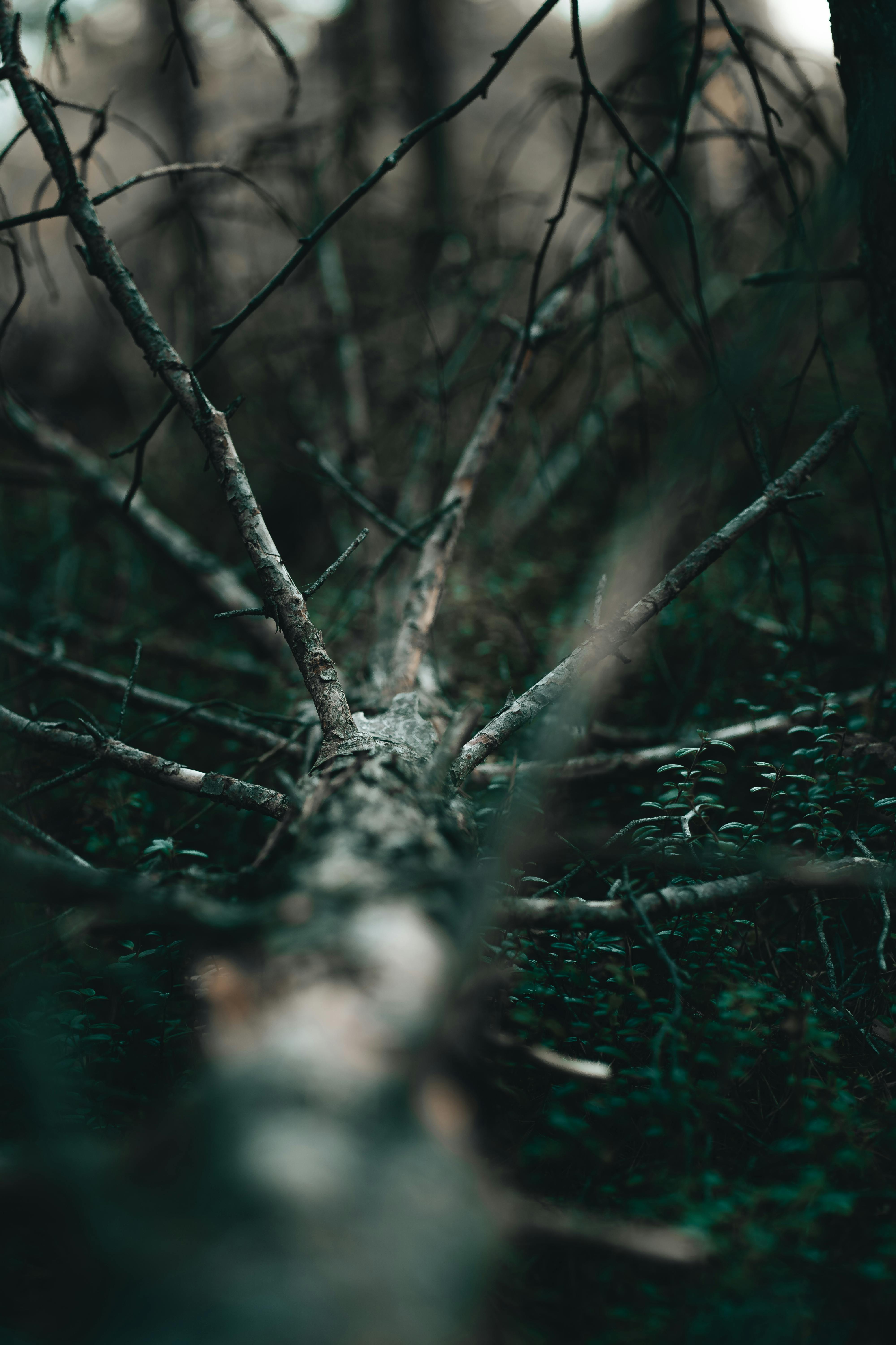 Photo of a Tree Branch · Free Stock Photo