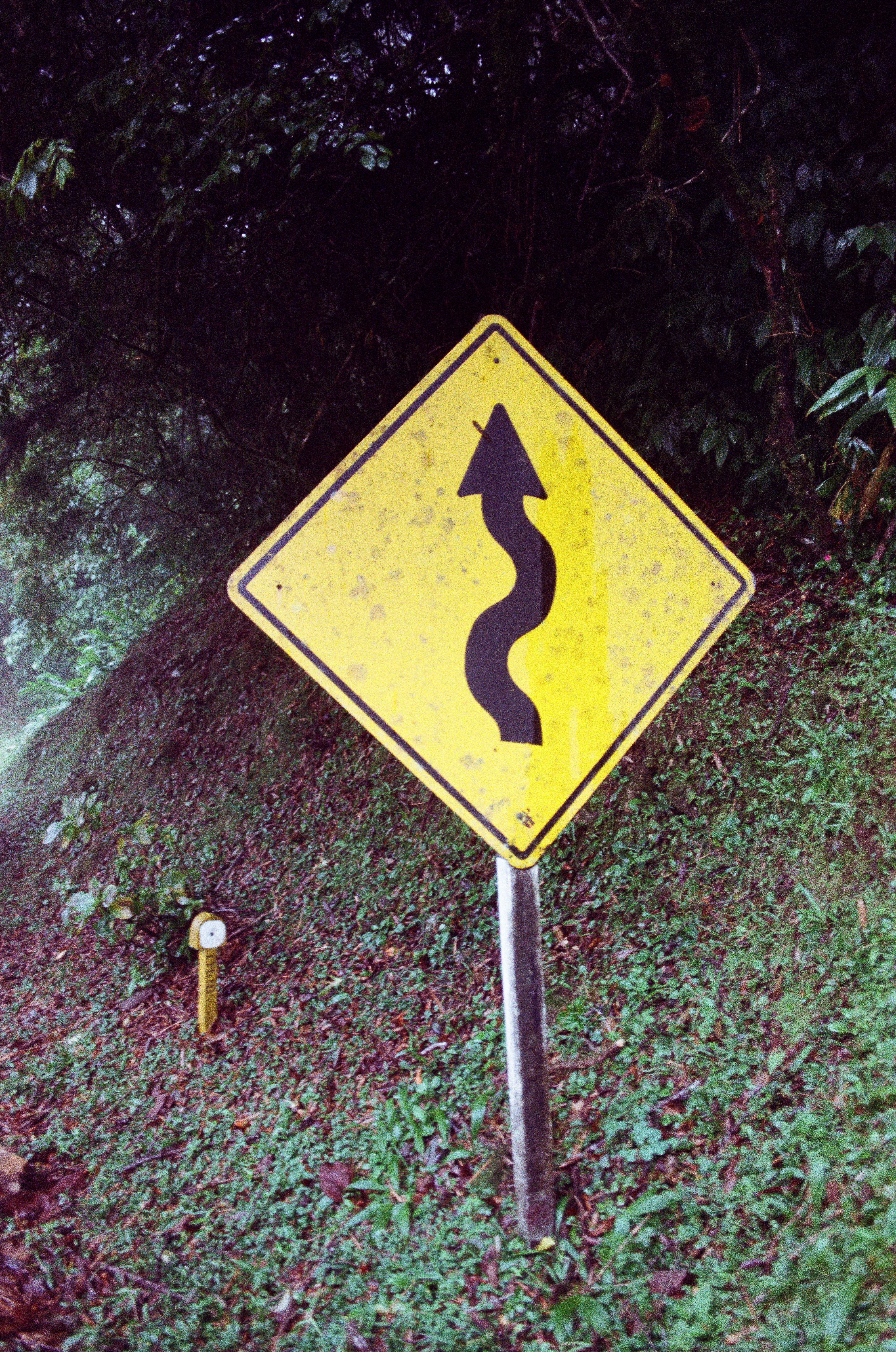 Winding Road Warning Sign Near the Forest · Free Stock Photo