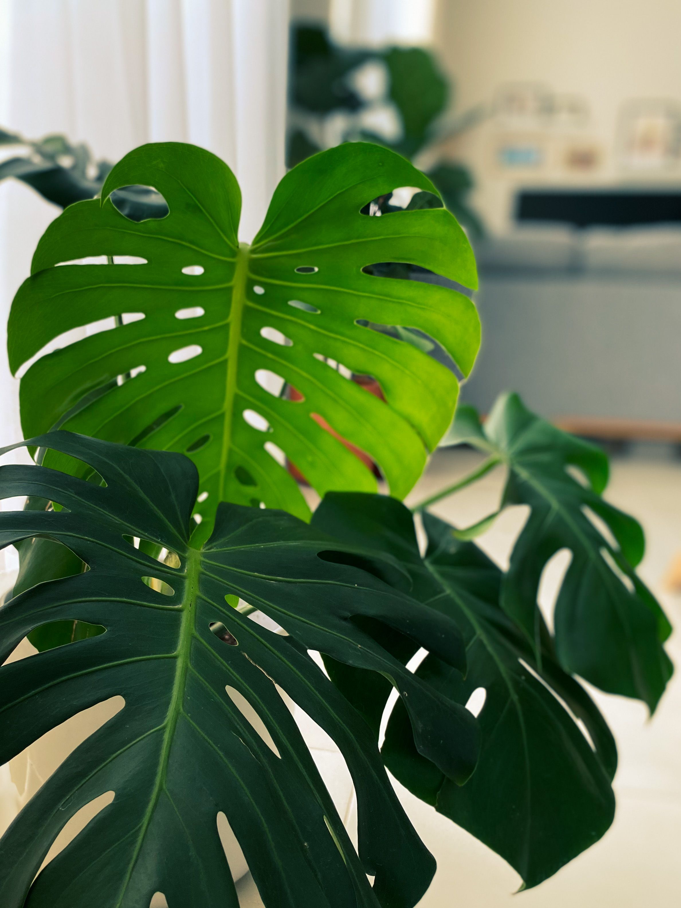 Green Monstera Leaves · Free Stock Photo