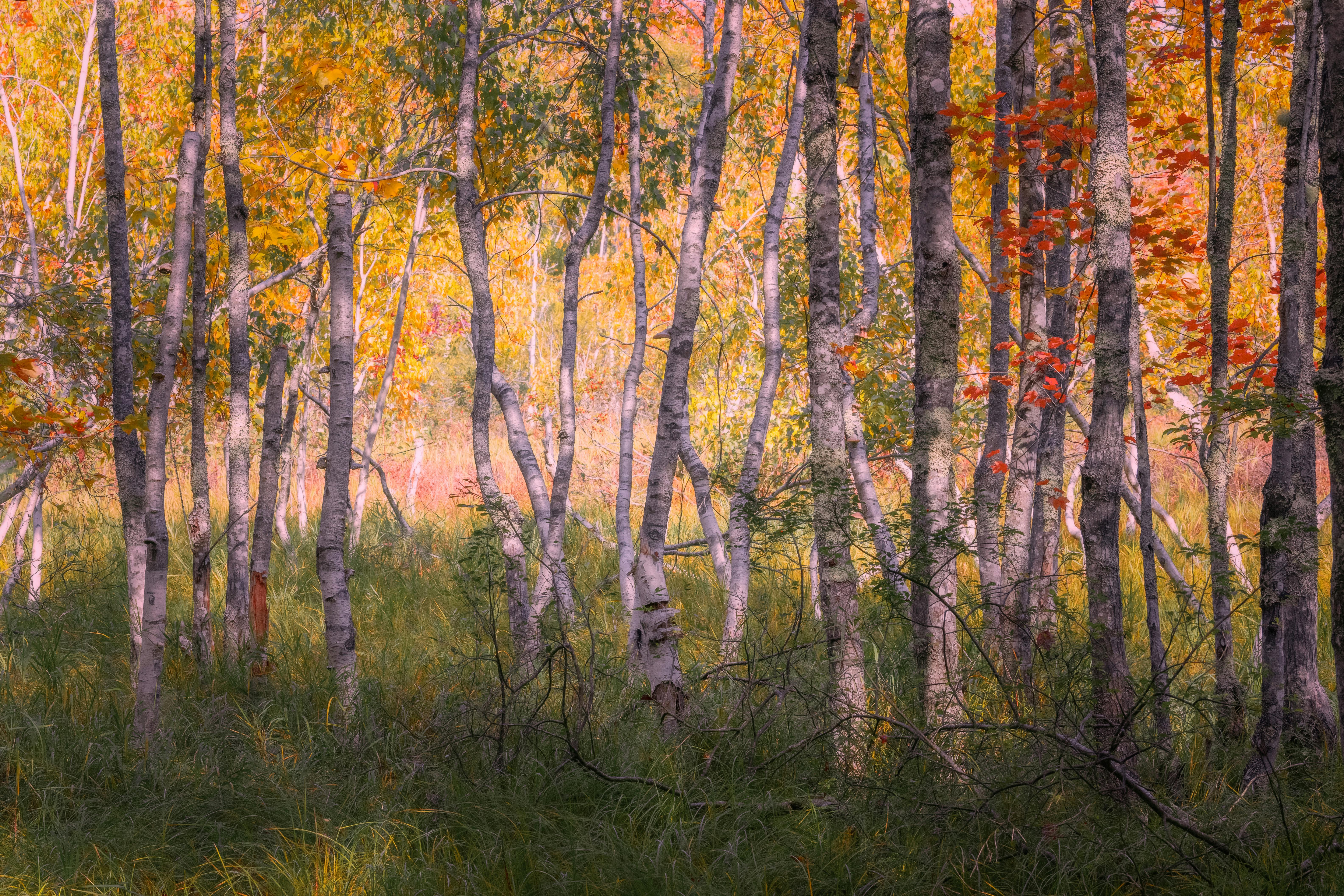 Birch forest · Free Stock Photo