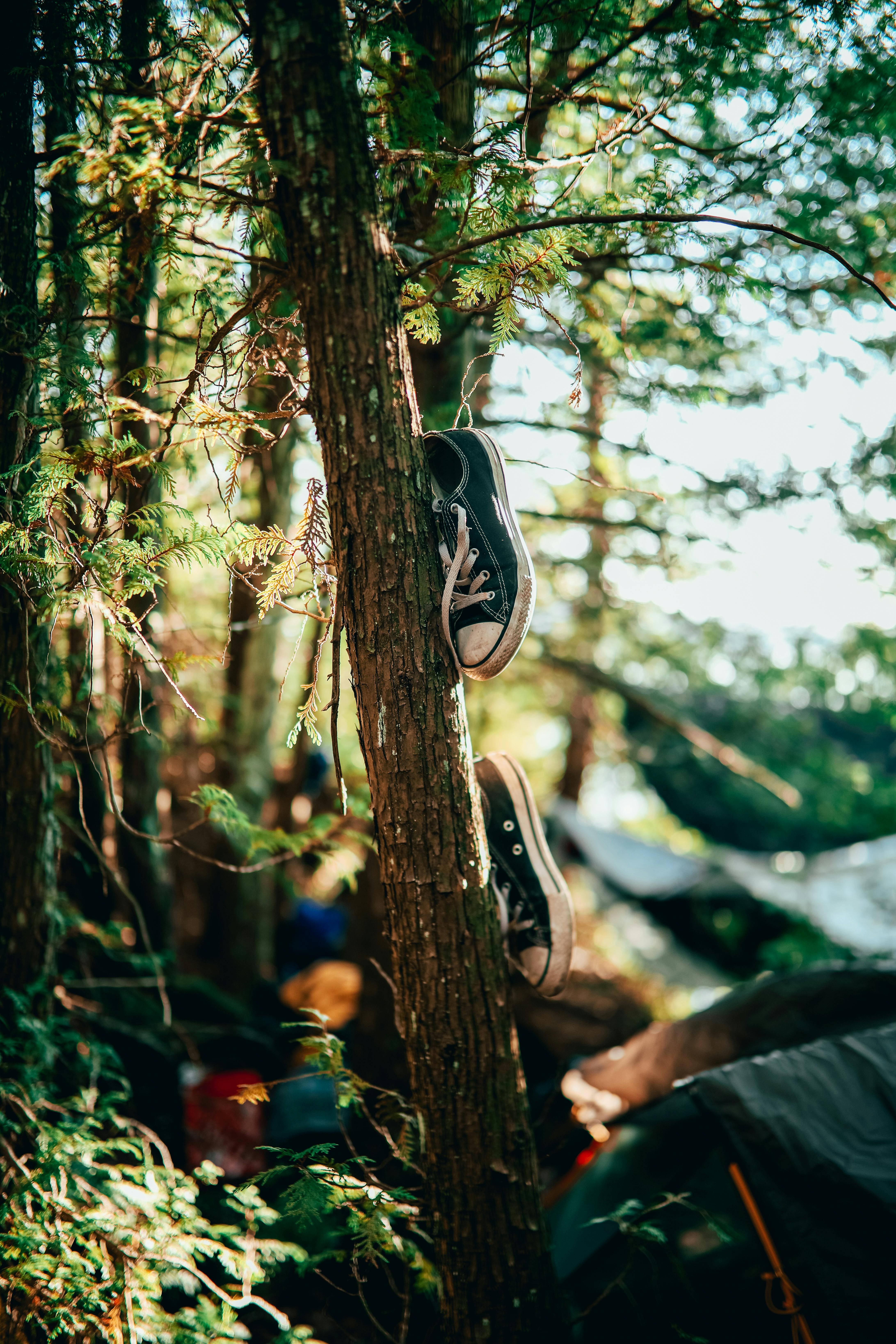 Pair of Shoes Hanging on Tree Branch · Free Stock Photo