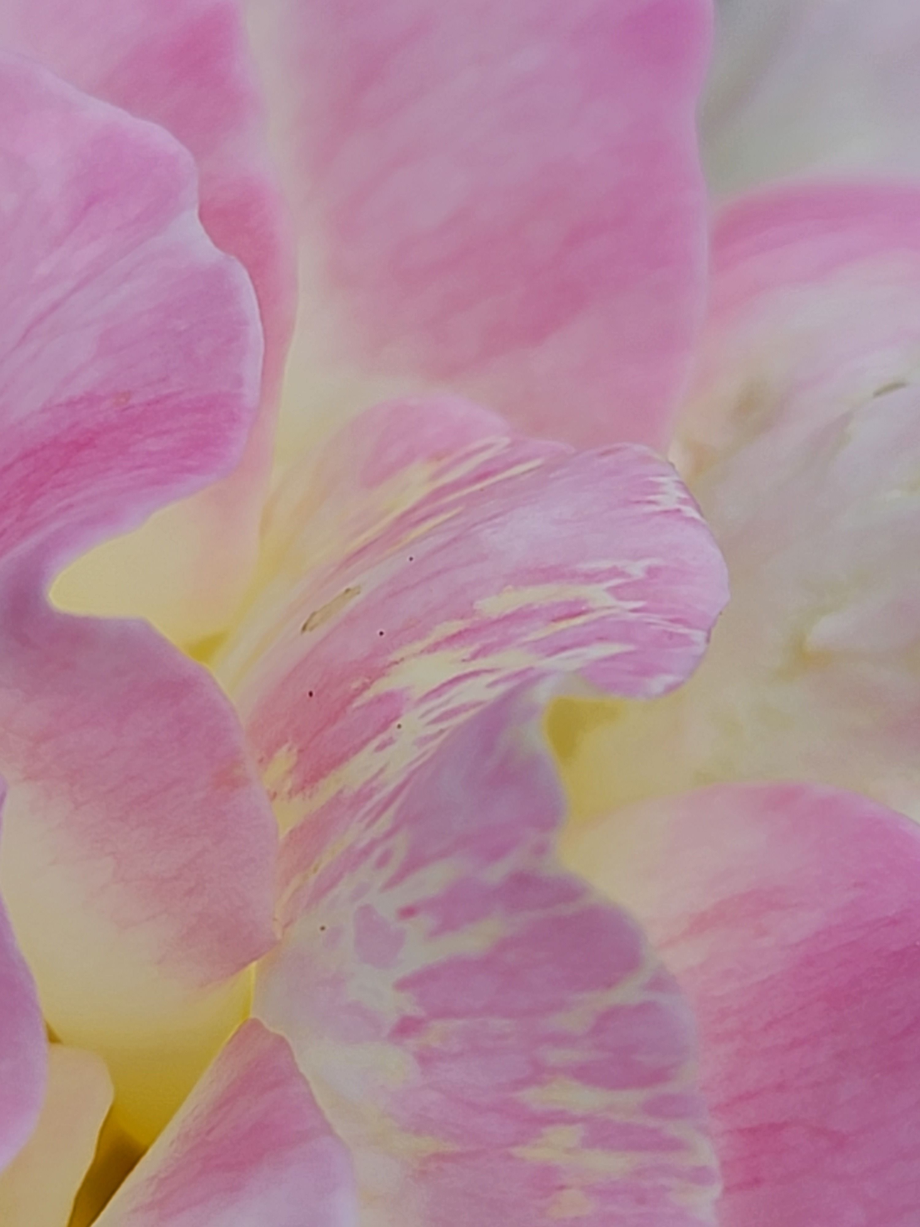 Close up of Petals · Free Stock Photo