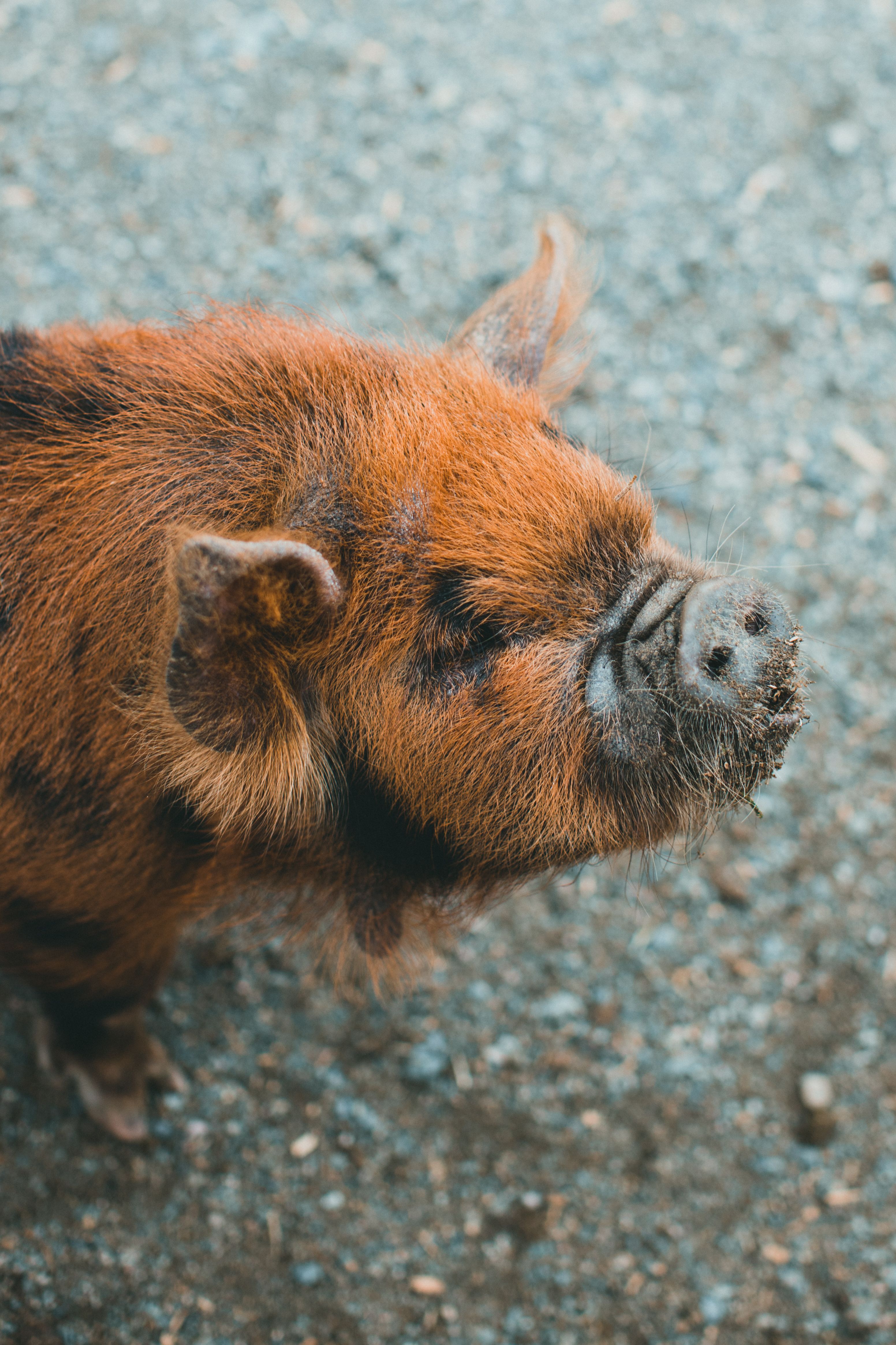 Close-Up Photograph of a Pig · Free Stock Photo