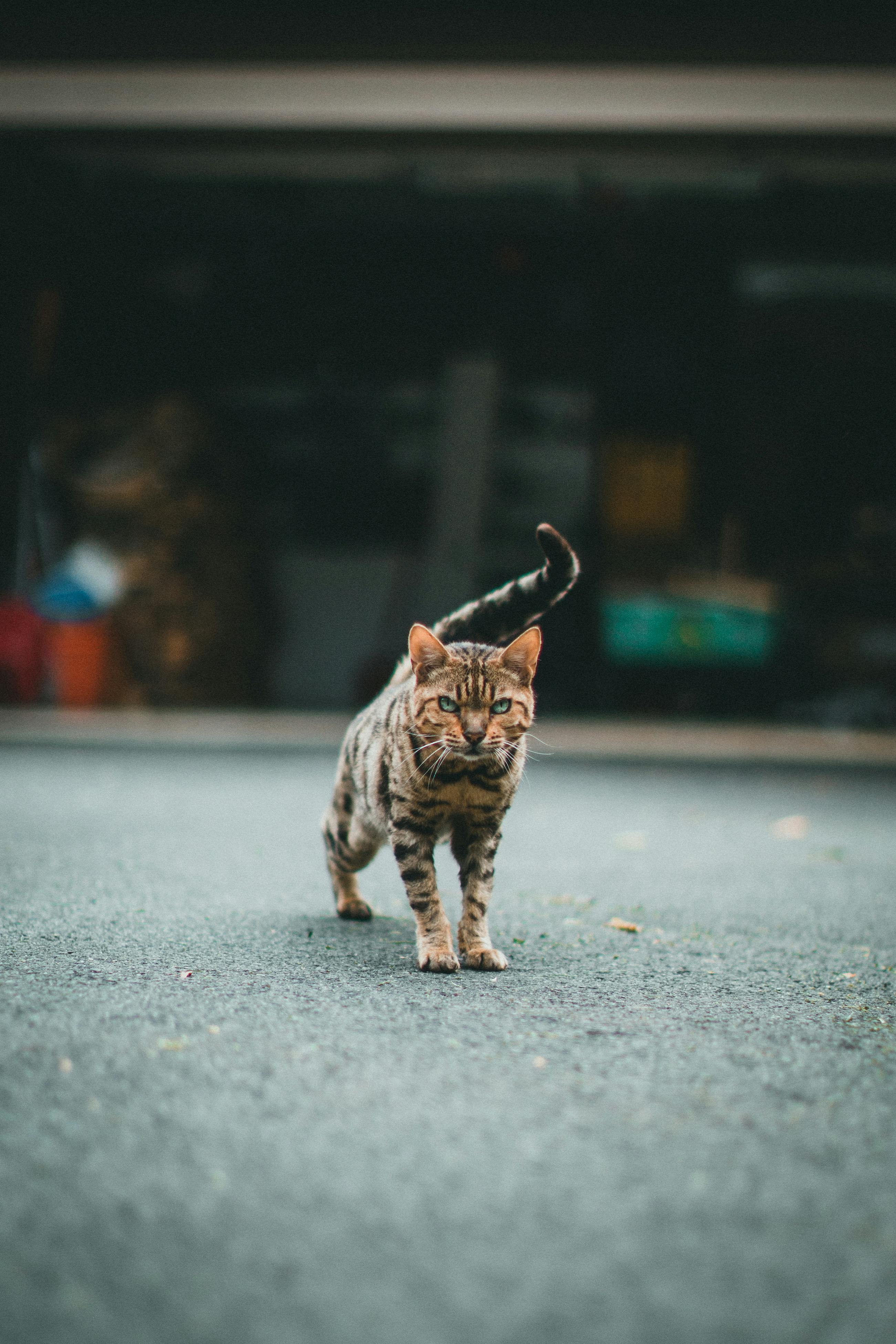 October Cat Photos, Download The BEST Free October Cat Stock Photos ...