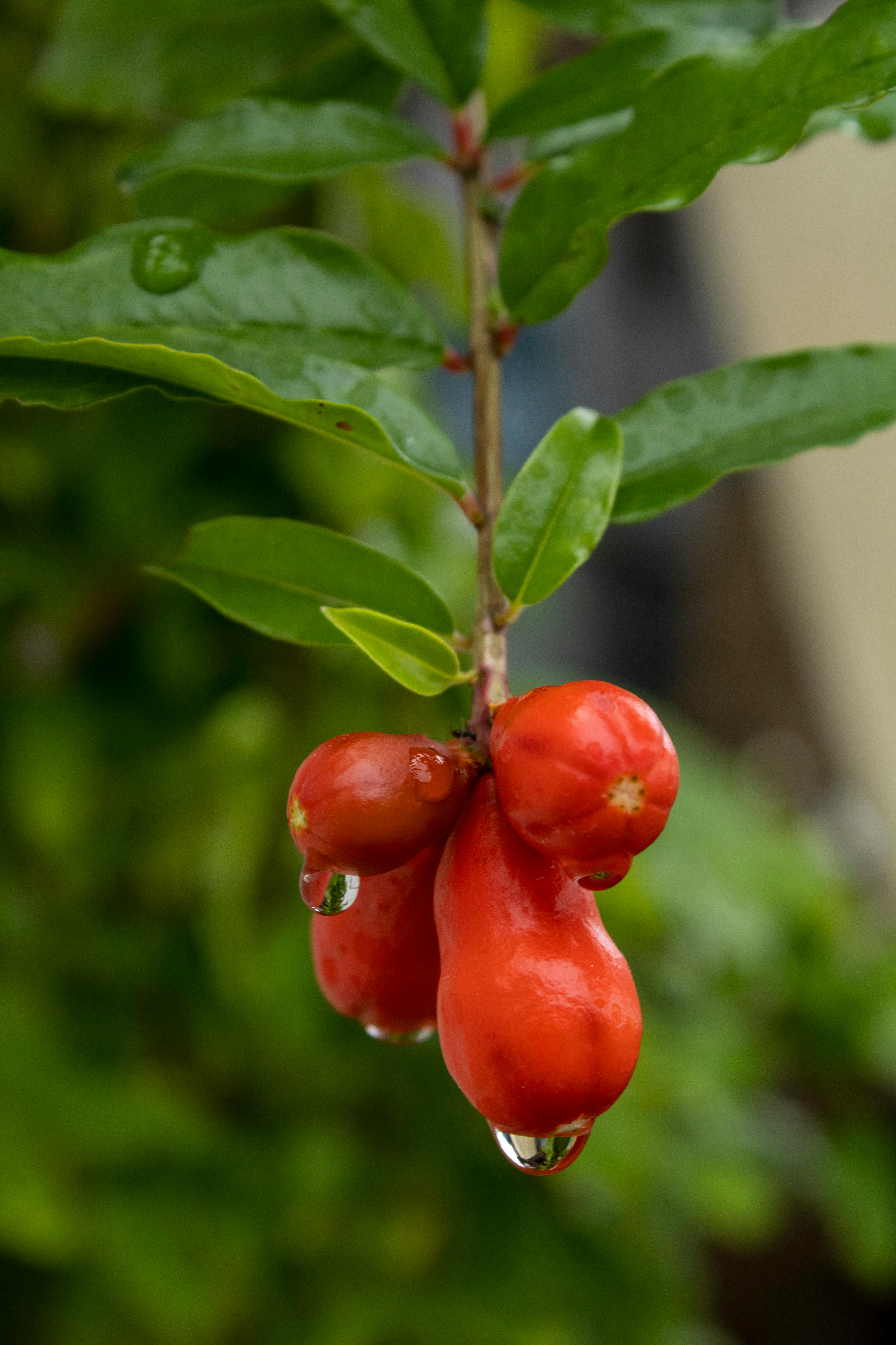 Red Fruits of a Plant · Free Stock Photo