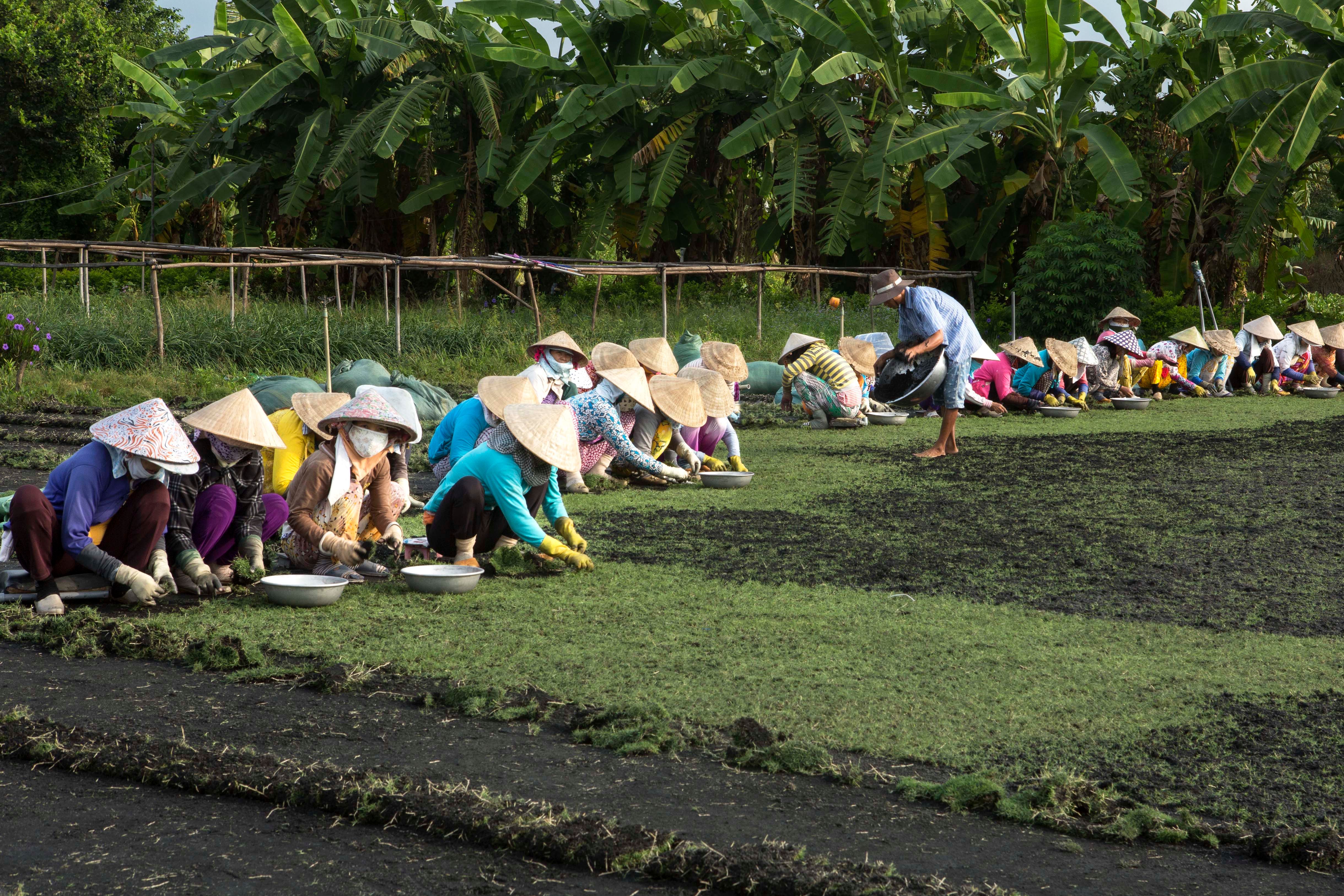 People Planting Together · Free Stock Photo