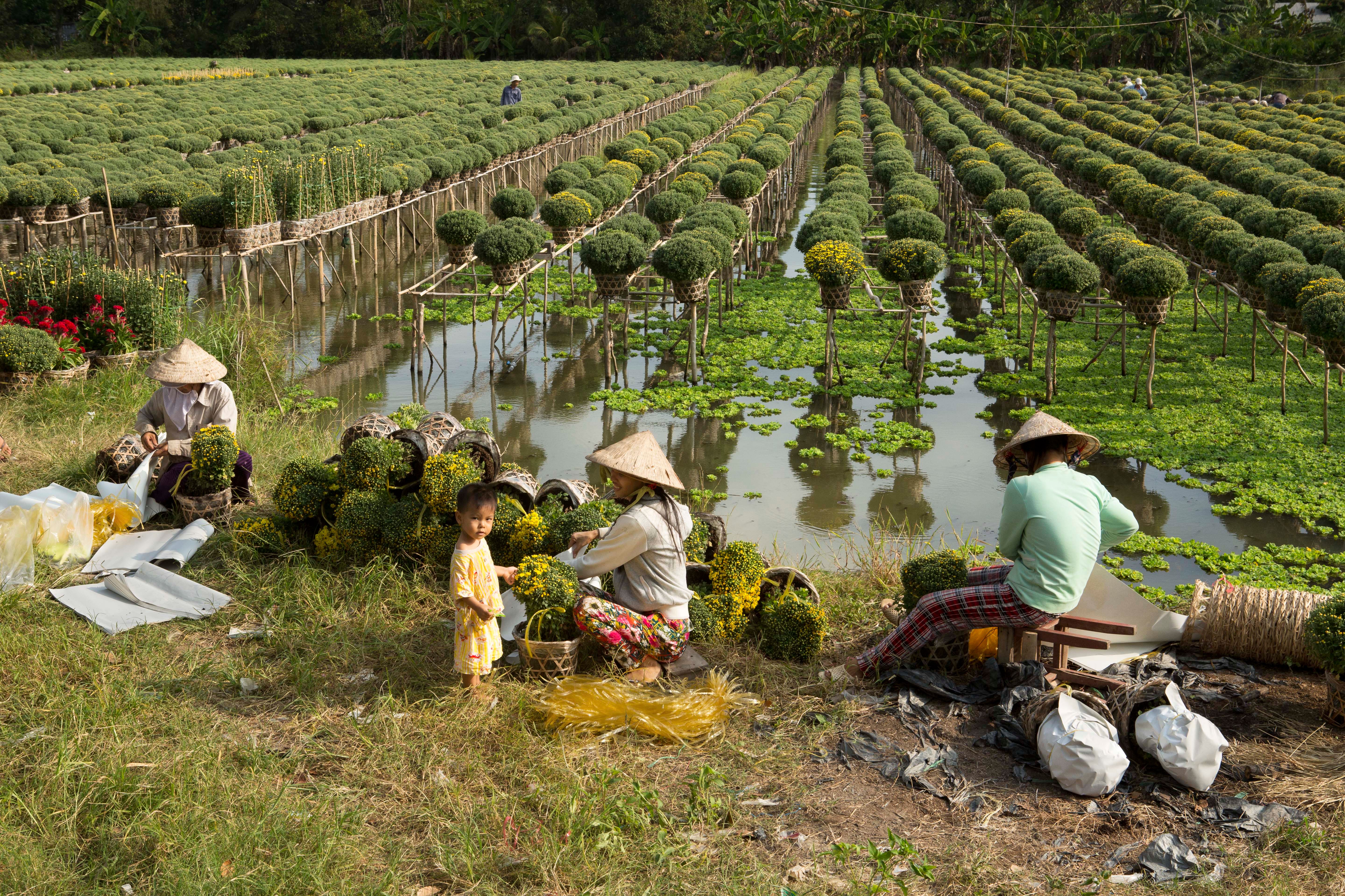 Foto de stock gratuita sobre barca, campo, el delta del mekong, flores ...