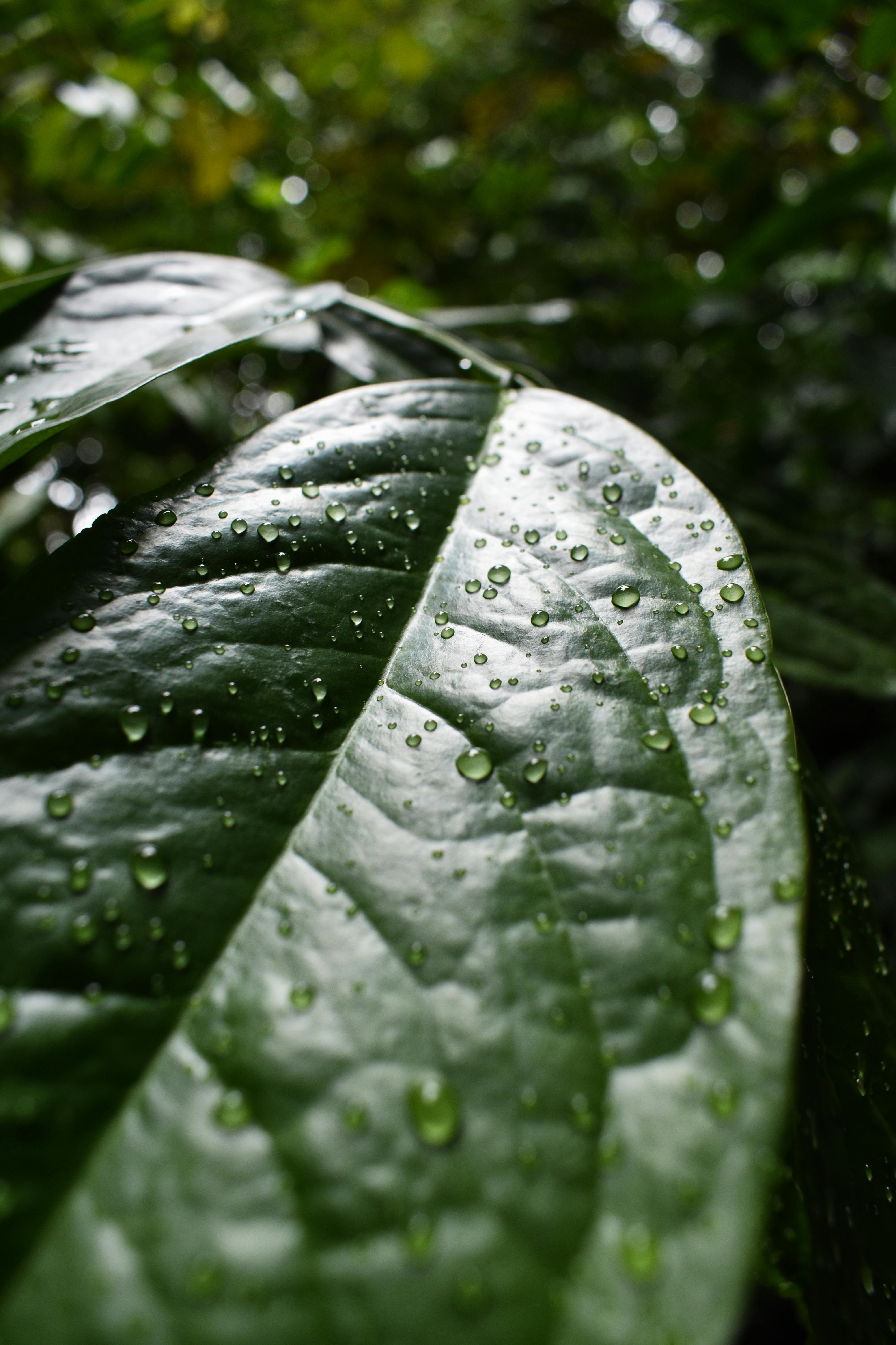 Nao xotl - Photography