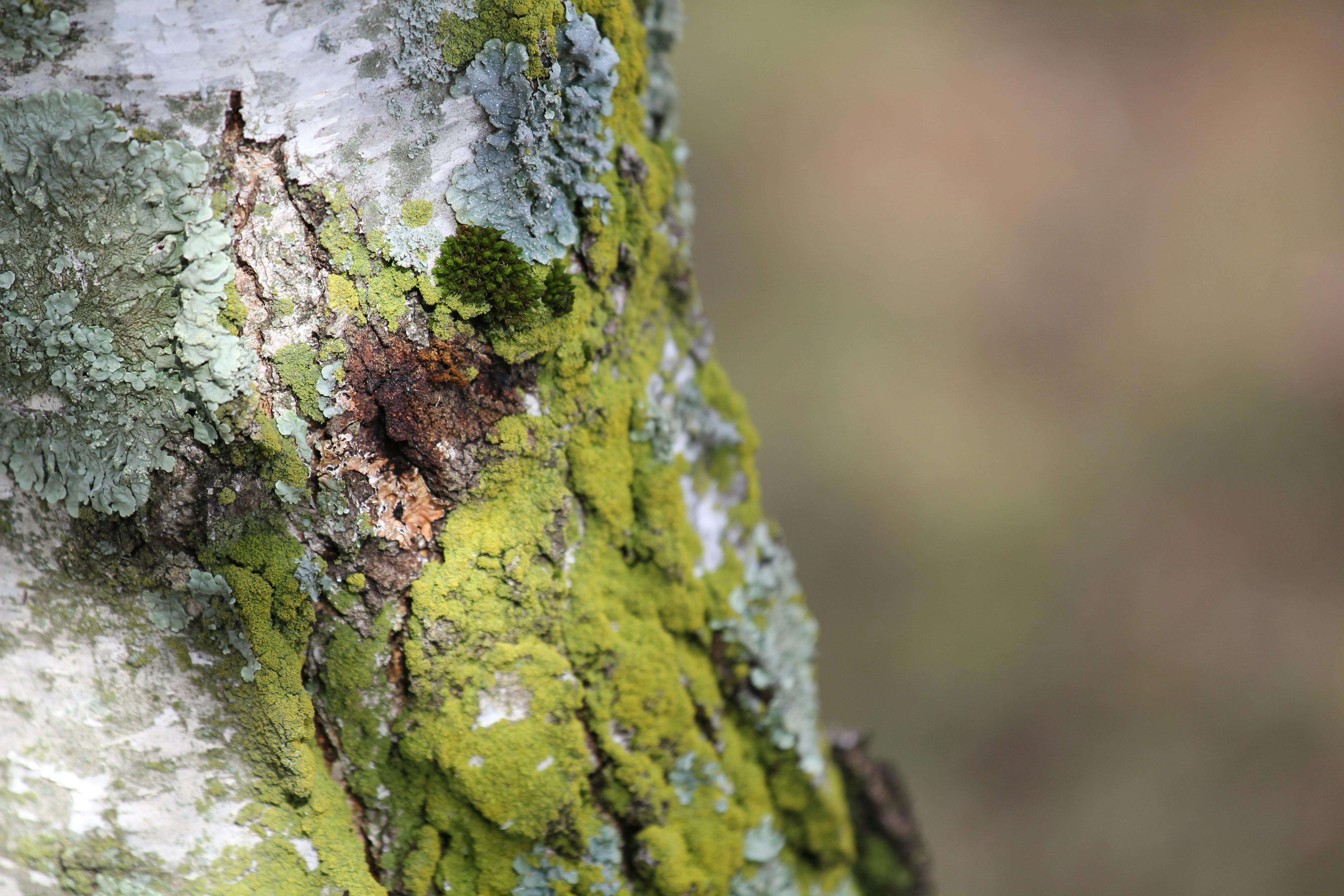 Moss On Tree · Free Stock Photo