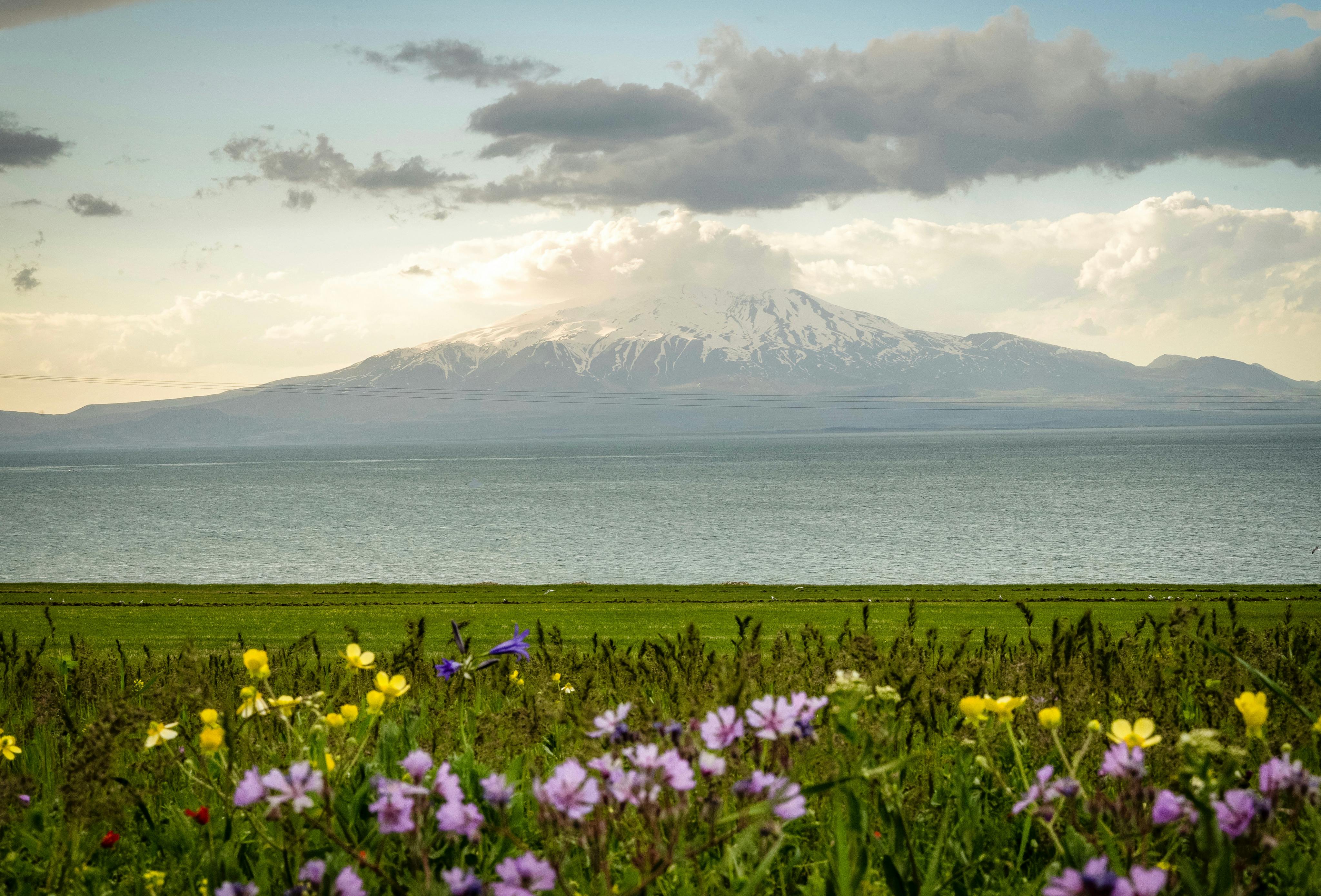 Flower Field Near Lake · Free Stock Photo
