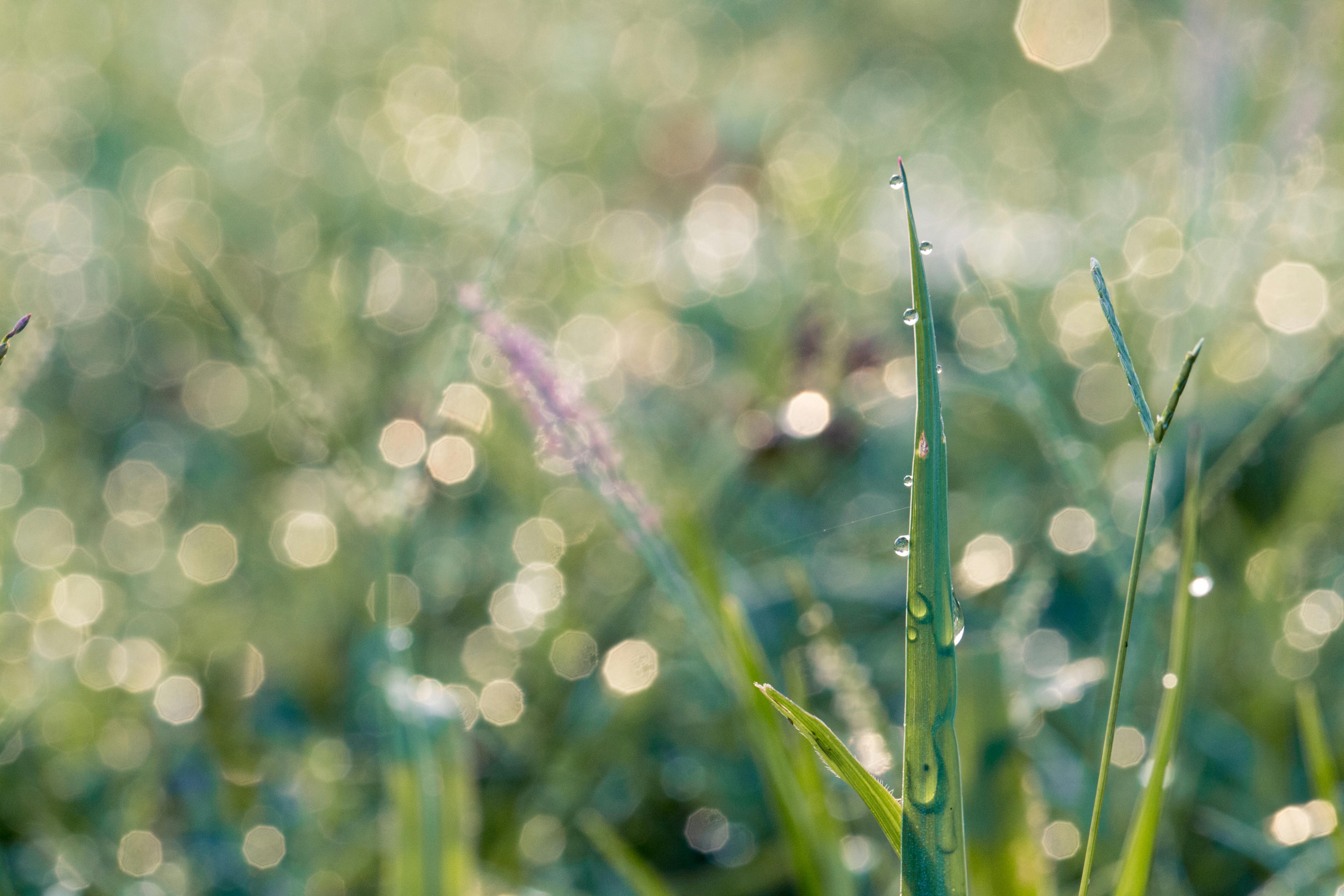 Macro Photography Of Blades Of Grass · Free Stock Photo