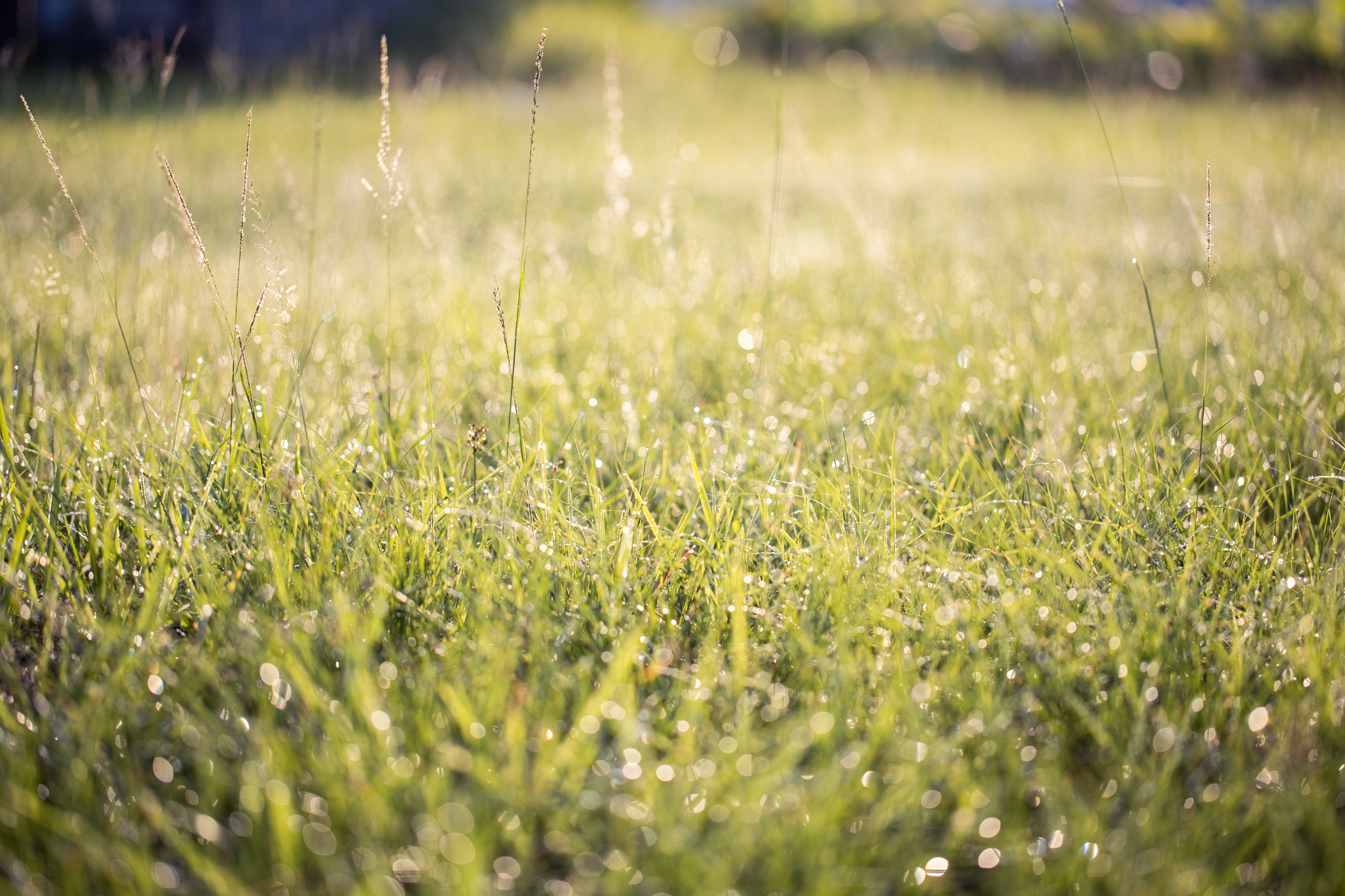 Green Lawn · Free Stock Photo