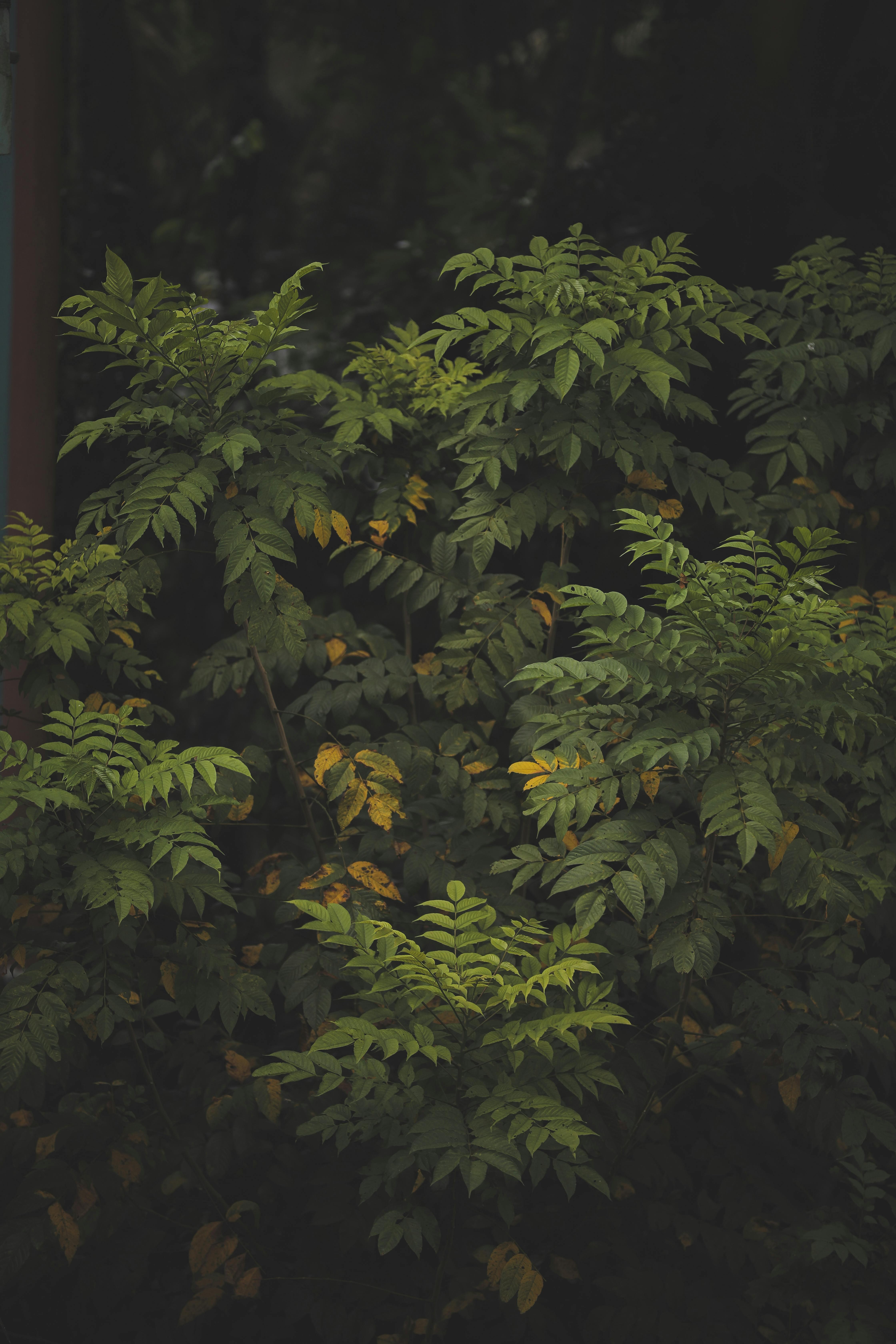 Lush green bush in woods · Free Stock Photo