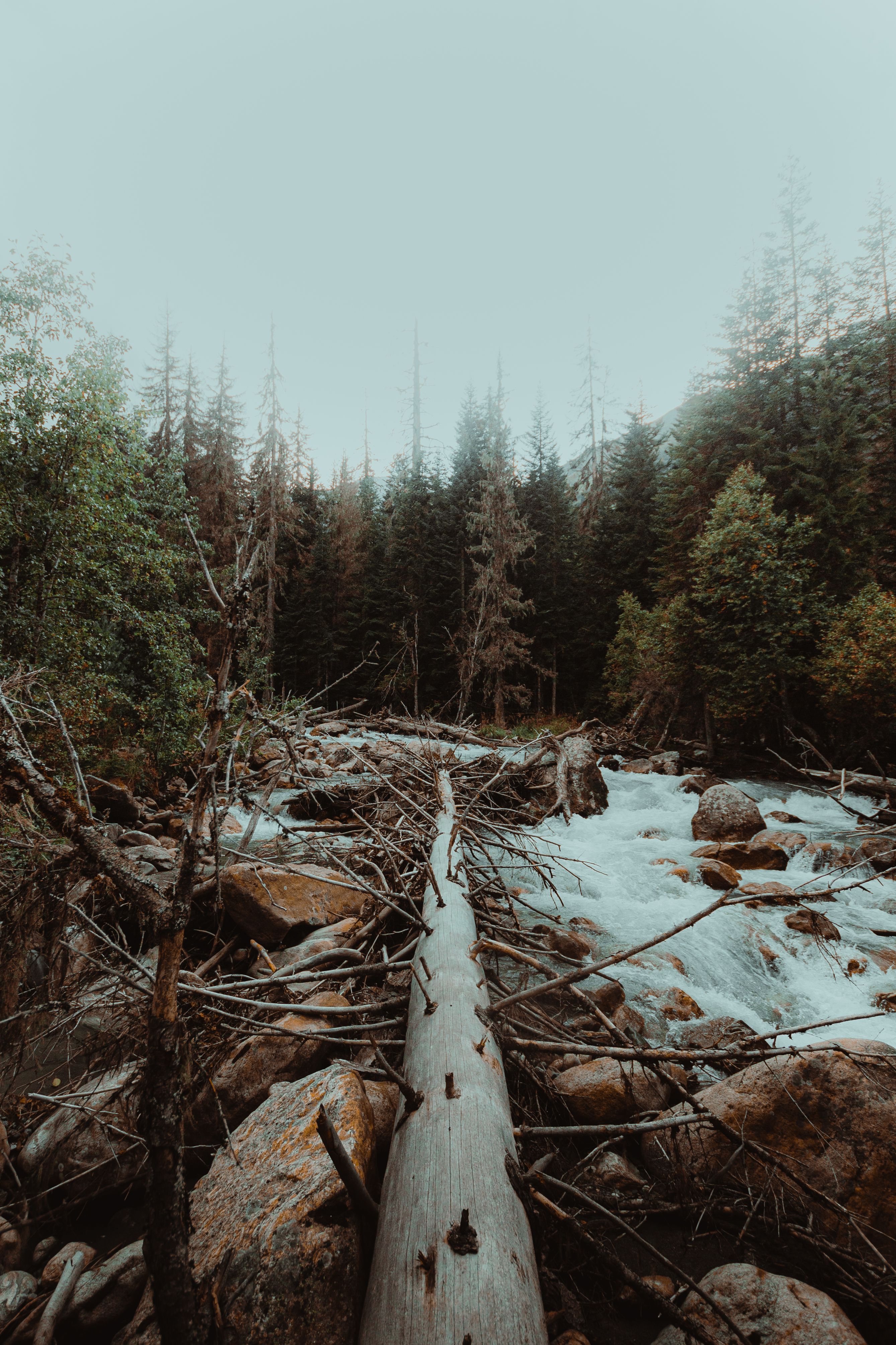 Brown Fallen Tree Log Beside the River · Free Stock Photo