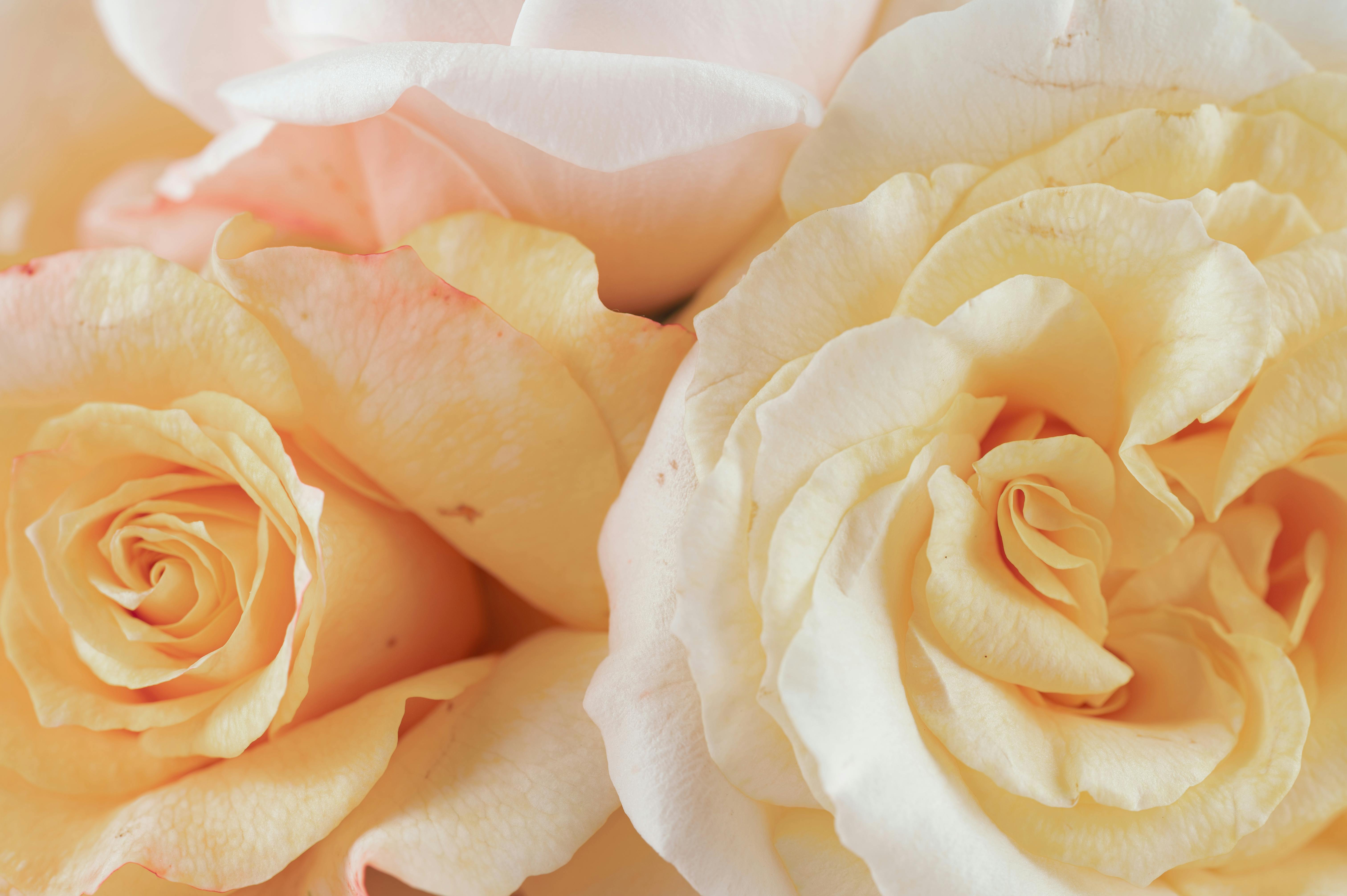Close-Up Photograph of Yellow Roses · Free Stock Photo