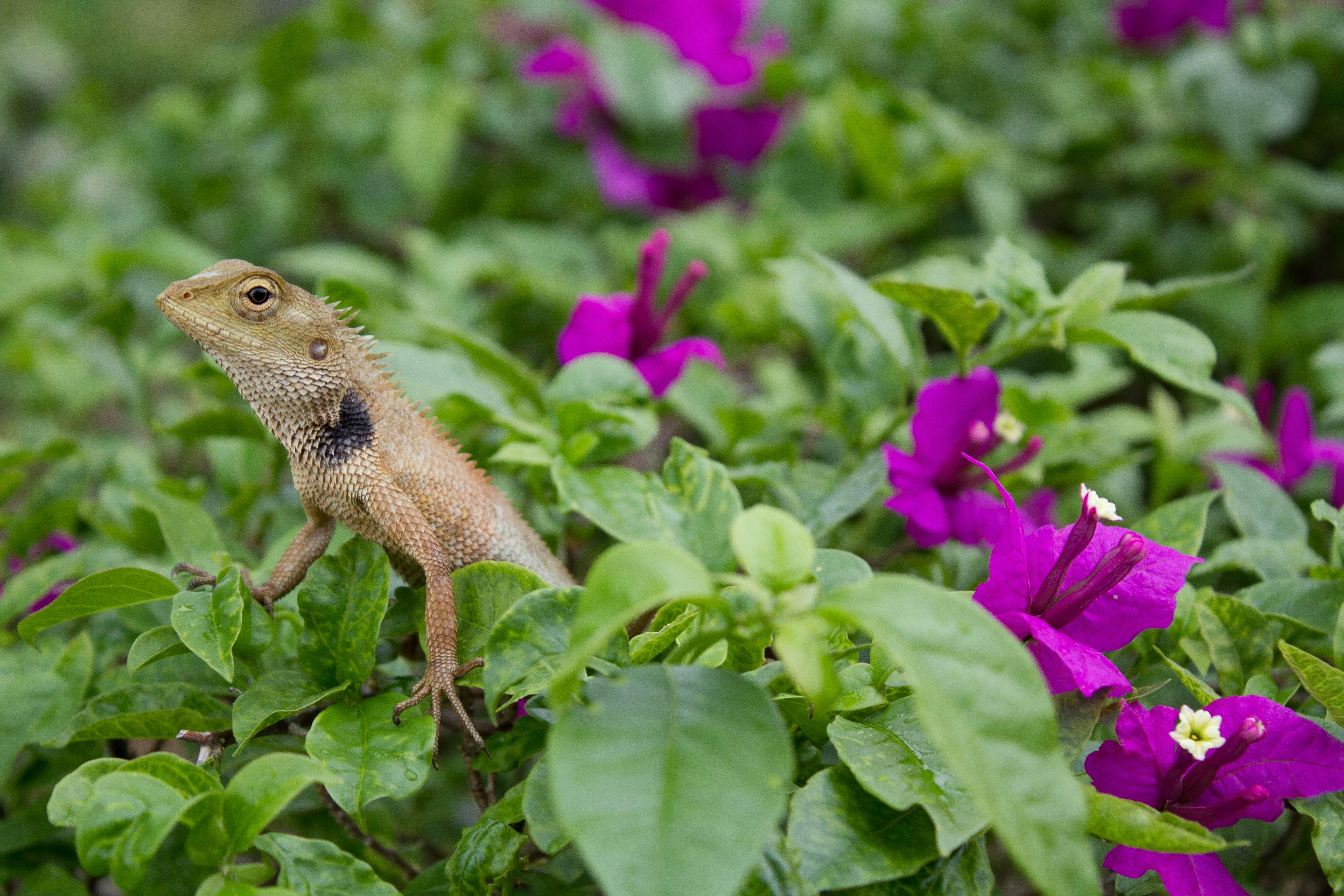 Garden Lizard on a Plant · Free Stock Photo