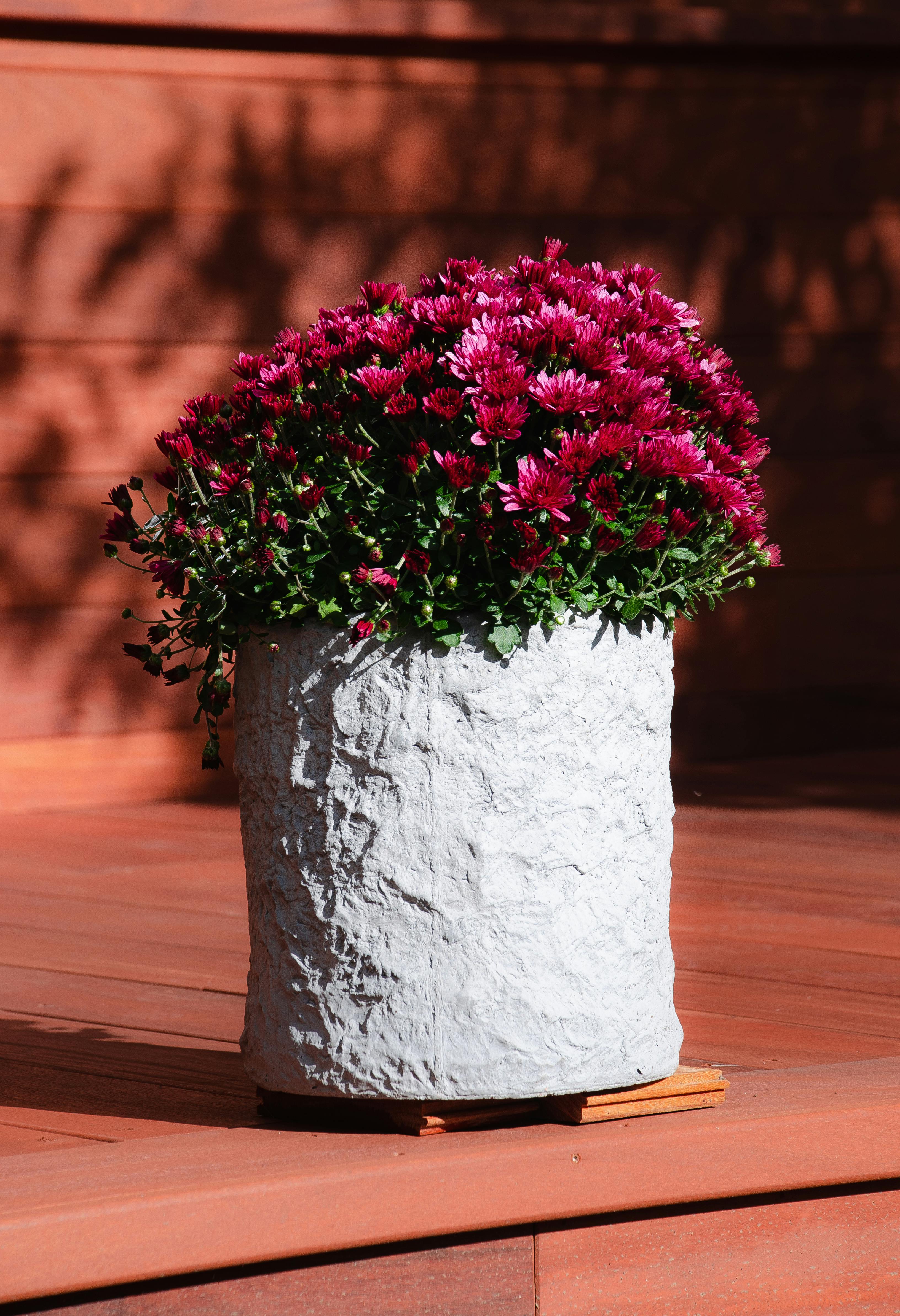Pink Flowers in Pot on Table · Free Stock Photo