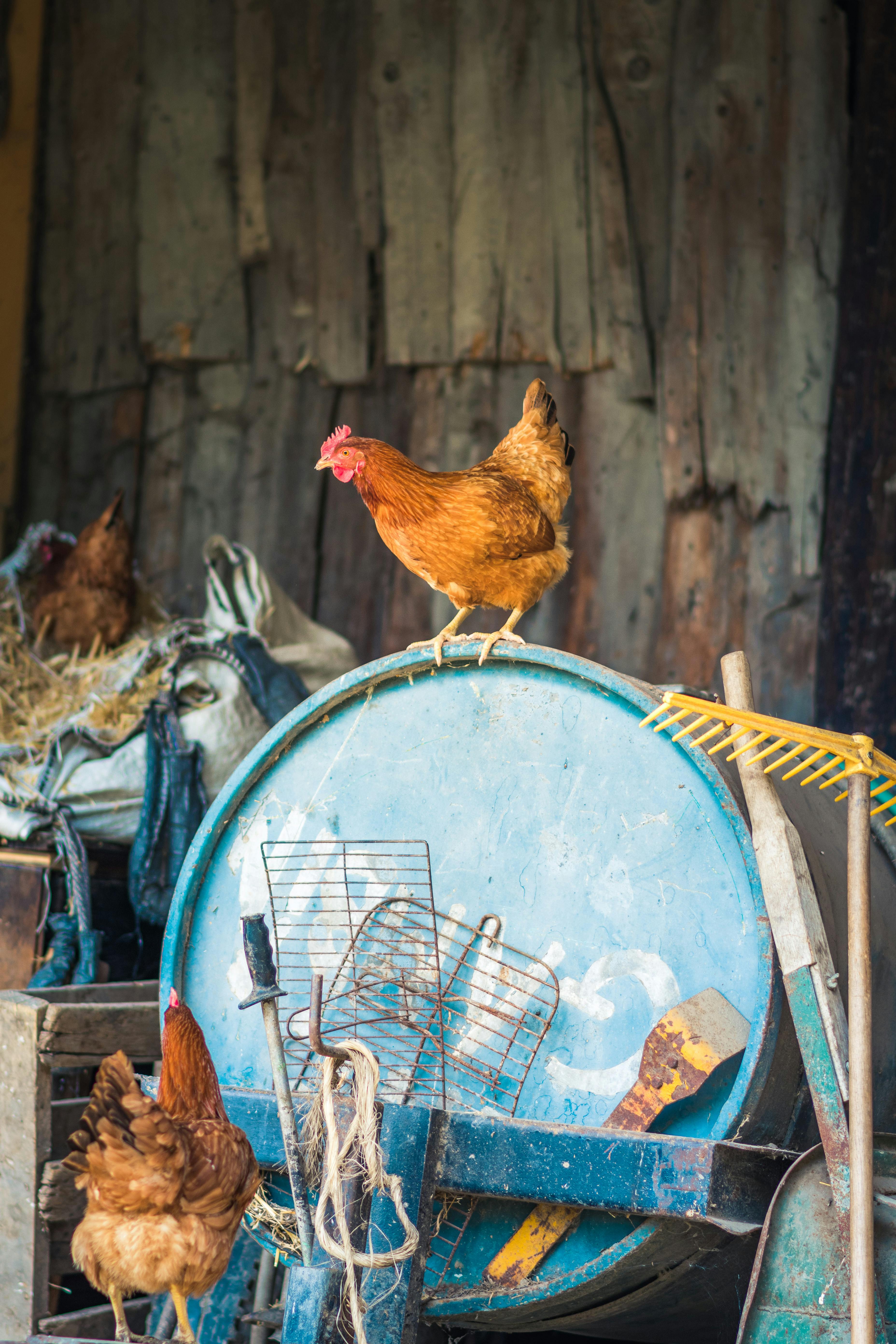 Chicken Sitting on Barrel · Free Stock Photo