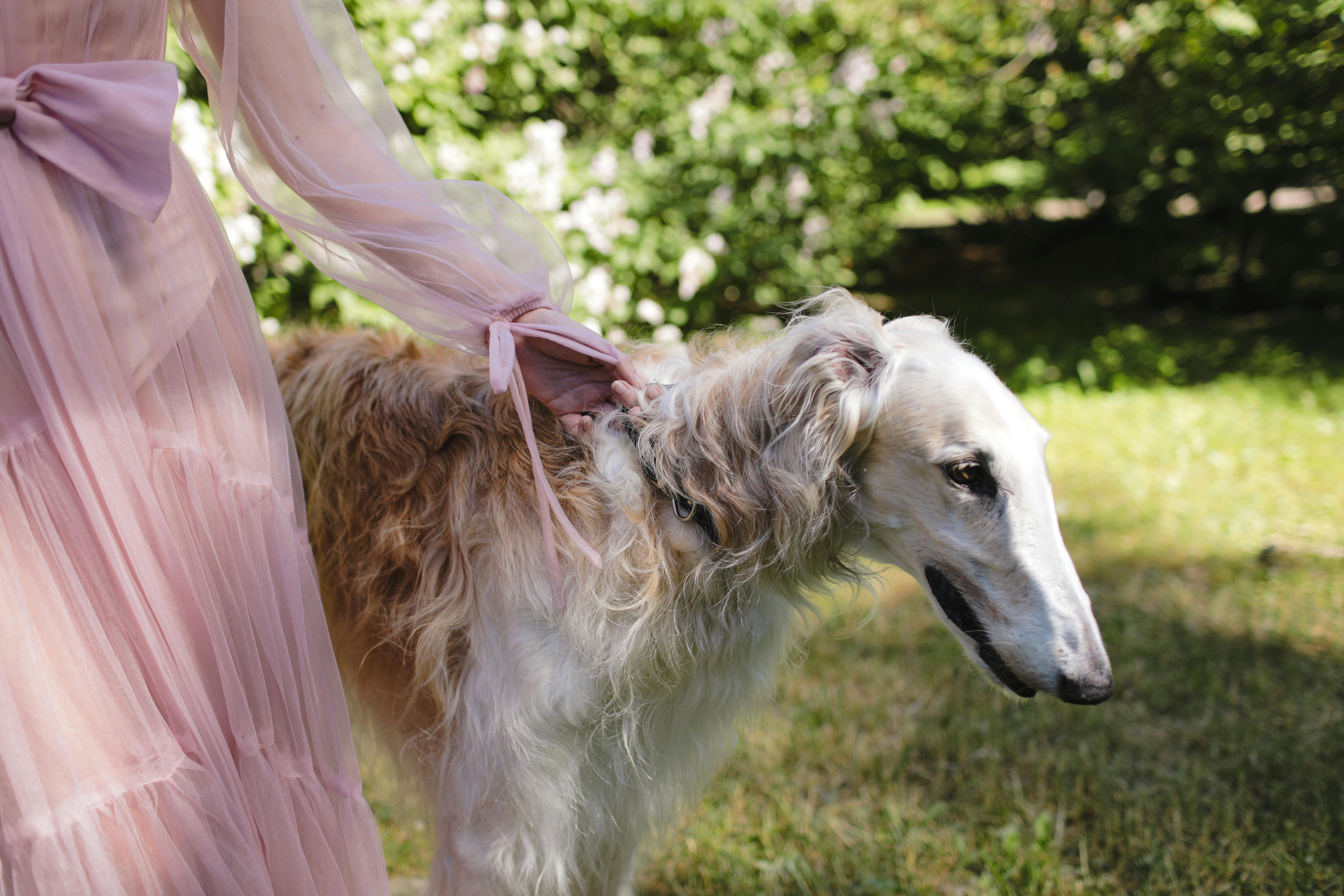 Sighthound Photos, Download The BEST Free Sighthound Stock Photos & HD ...
