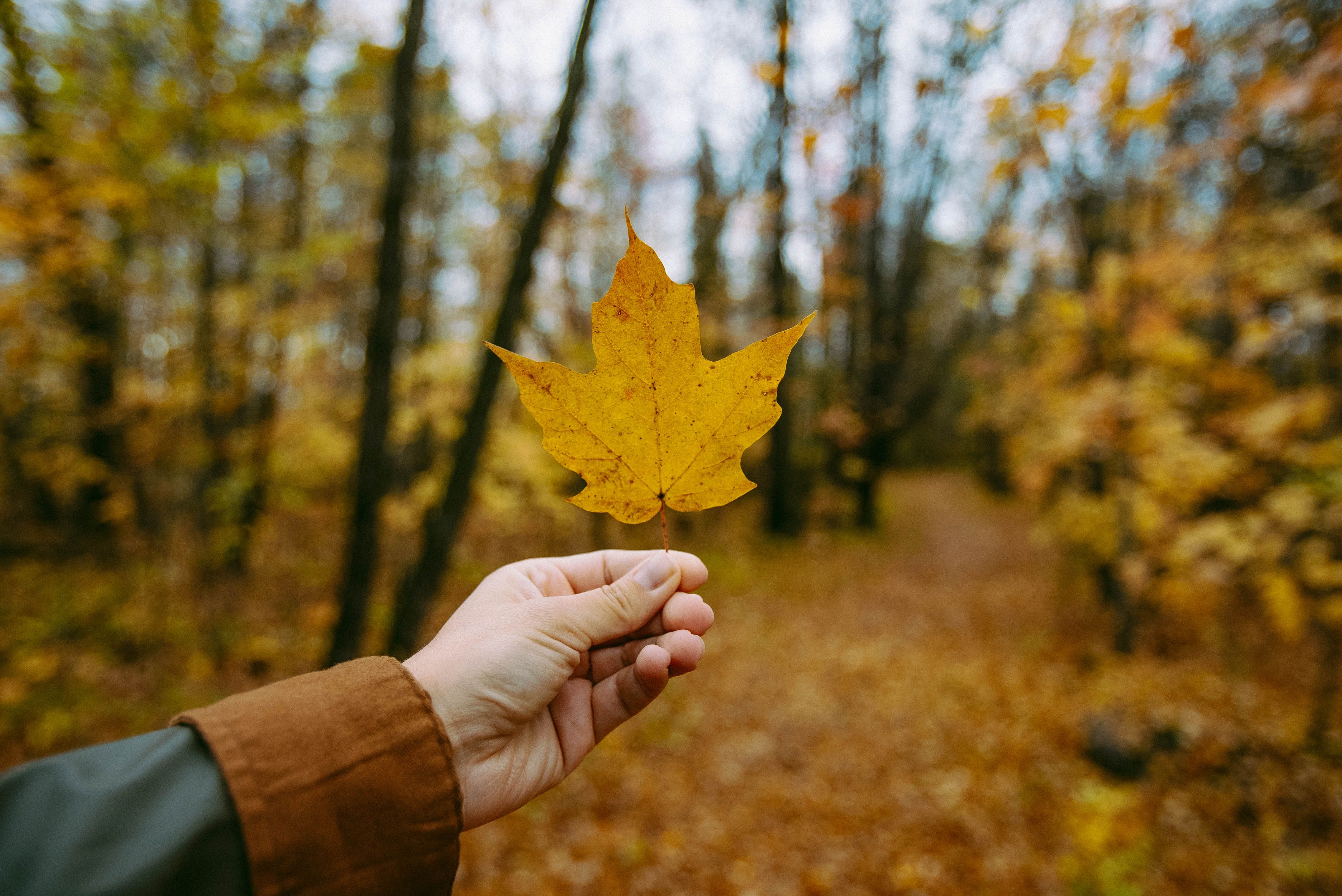 Person Holding Maple Leaf · Free Stock Photo