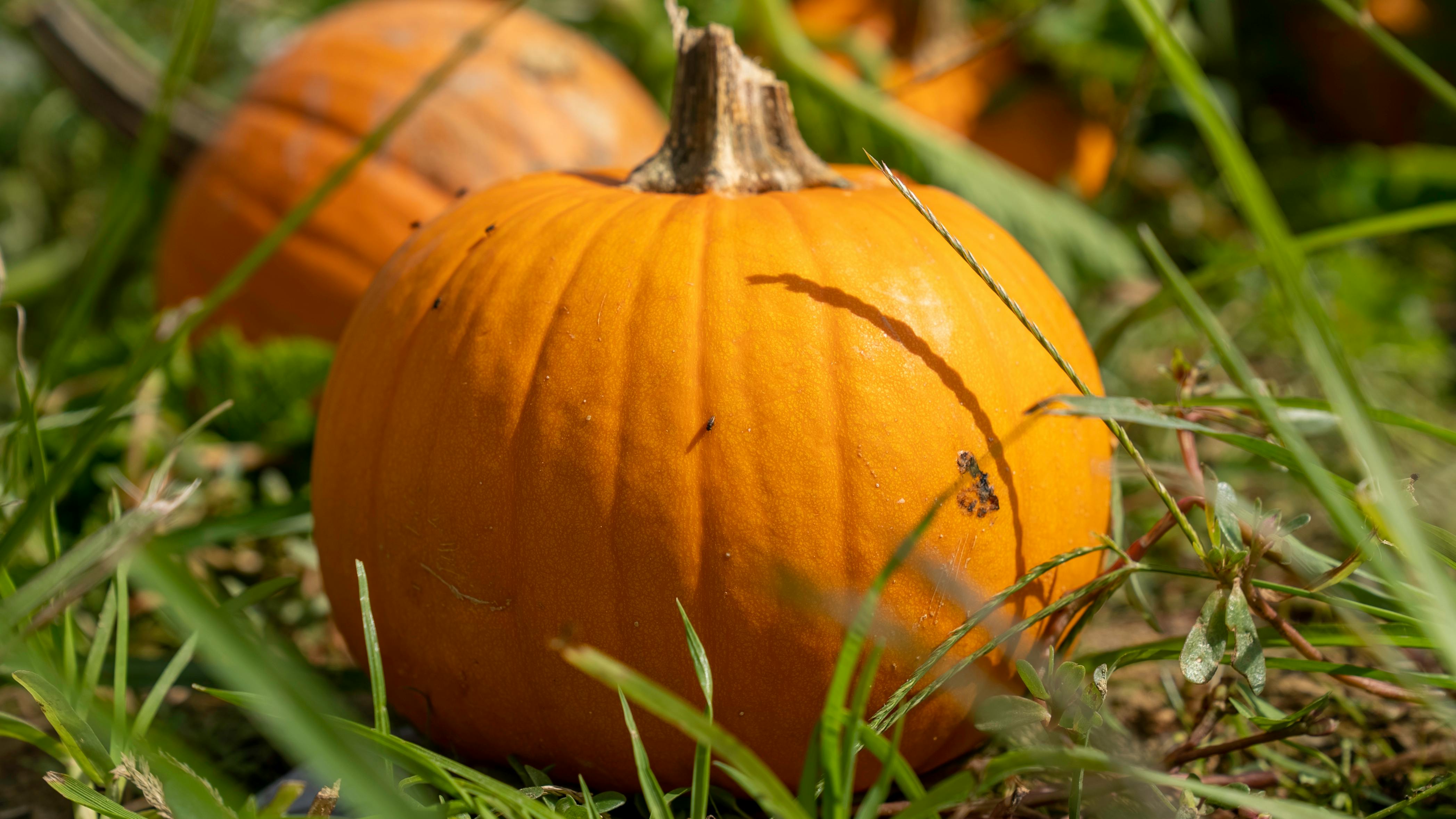 Close-up Photo of Squash and Pumpkin · Free Stock Photo