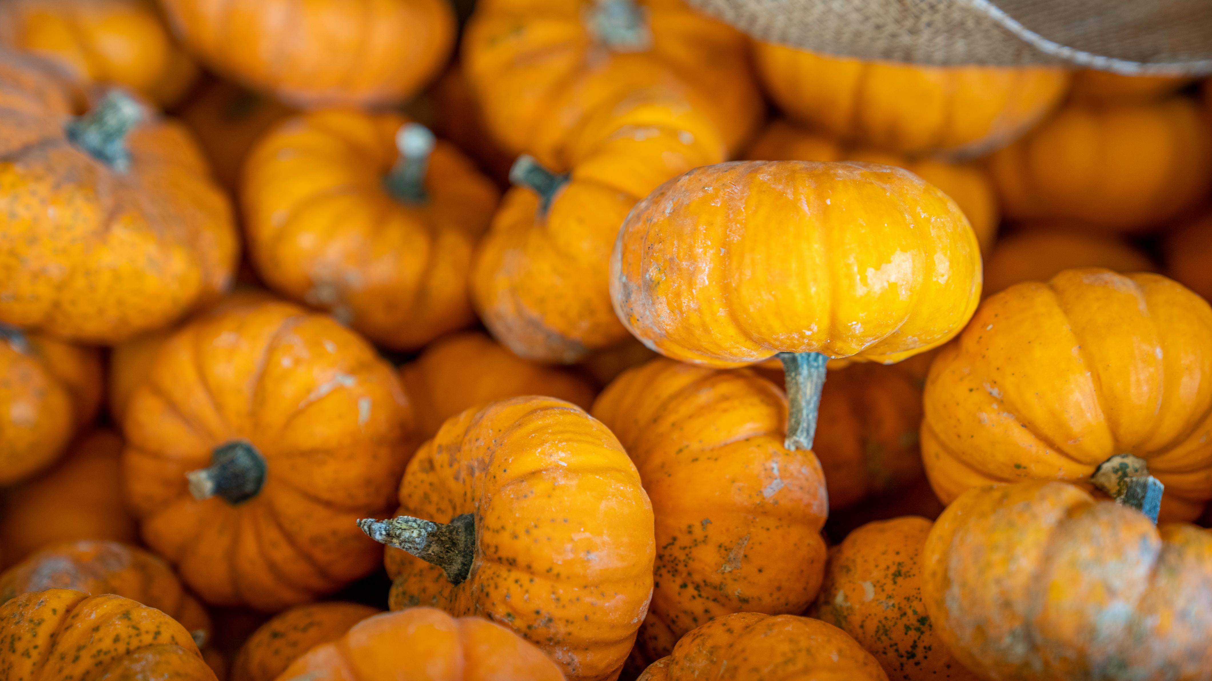 Small Orange Pumpkins at a Market · Free Stock Photo