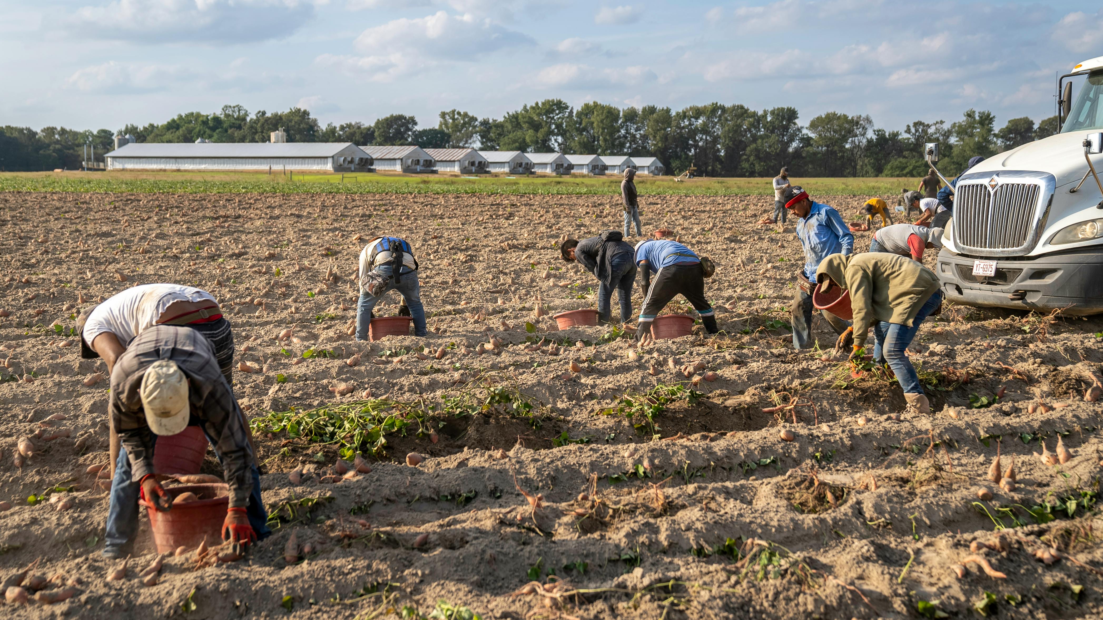 Farmers Harvesting Crops · Free Stock Photo