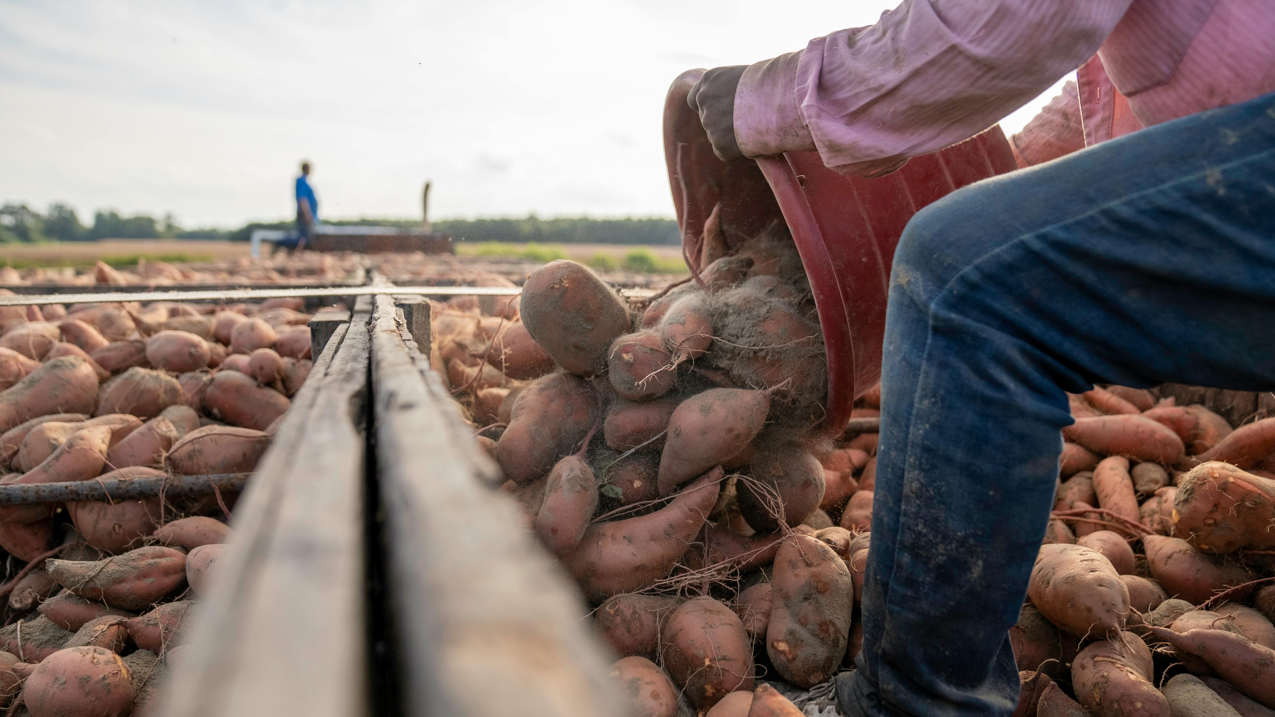 Person Emptying a Bucket Full of Potatoes · Free Stock Photo