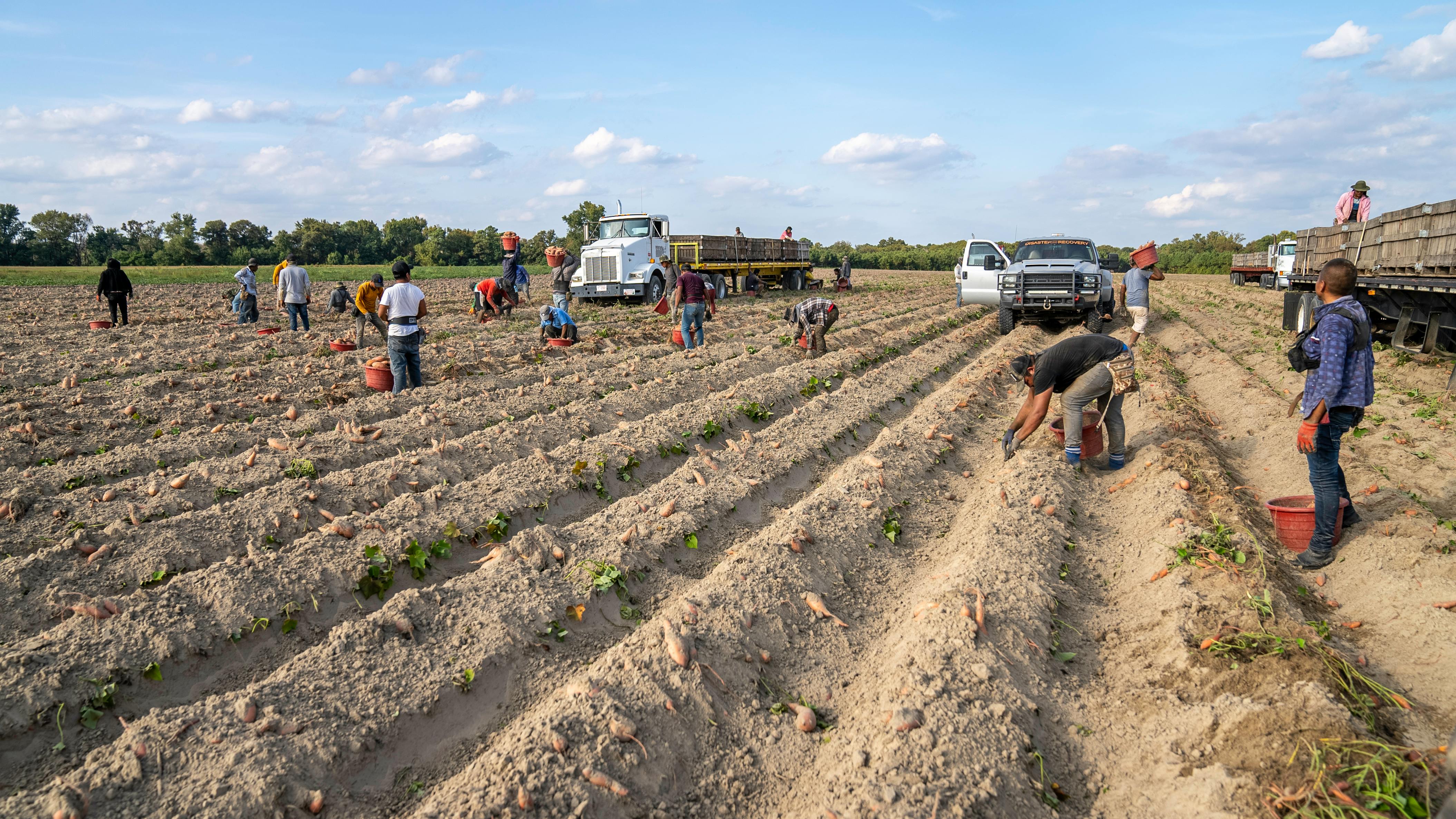 Farmers Harvesting Vegetables · Free Stock Photo