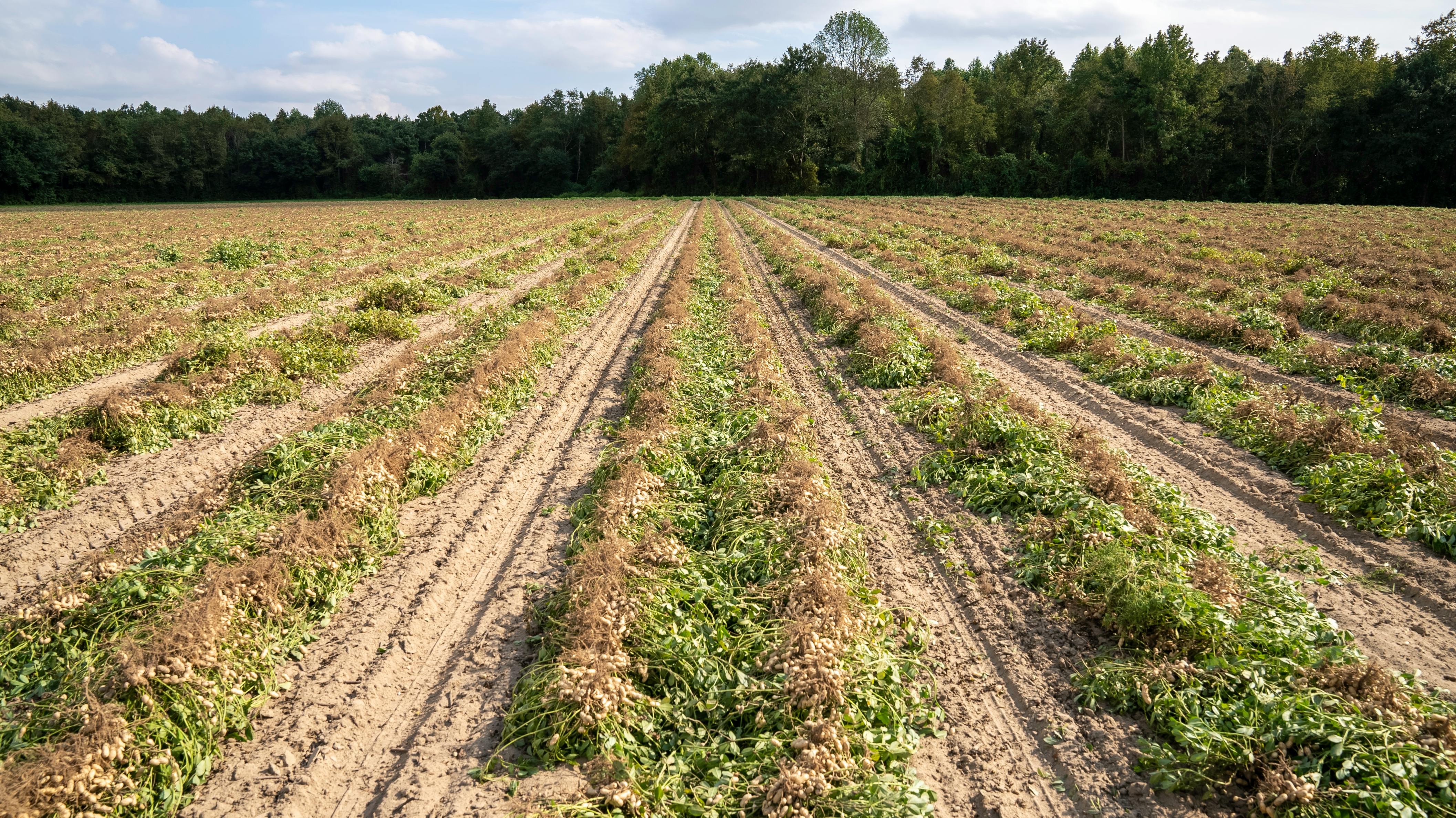 Peanut Plants in a Field · Free Stock Photo