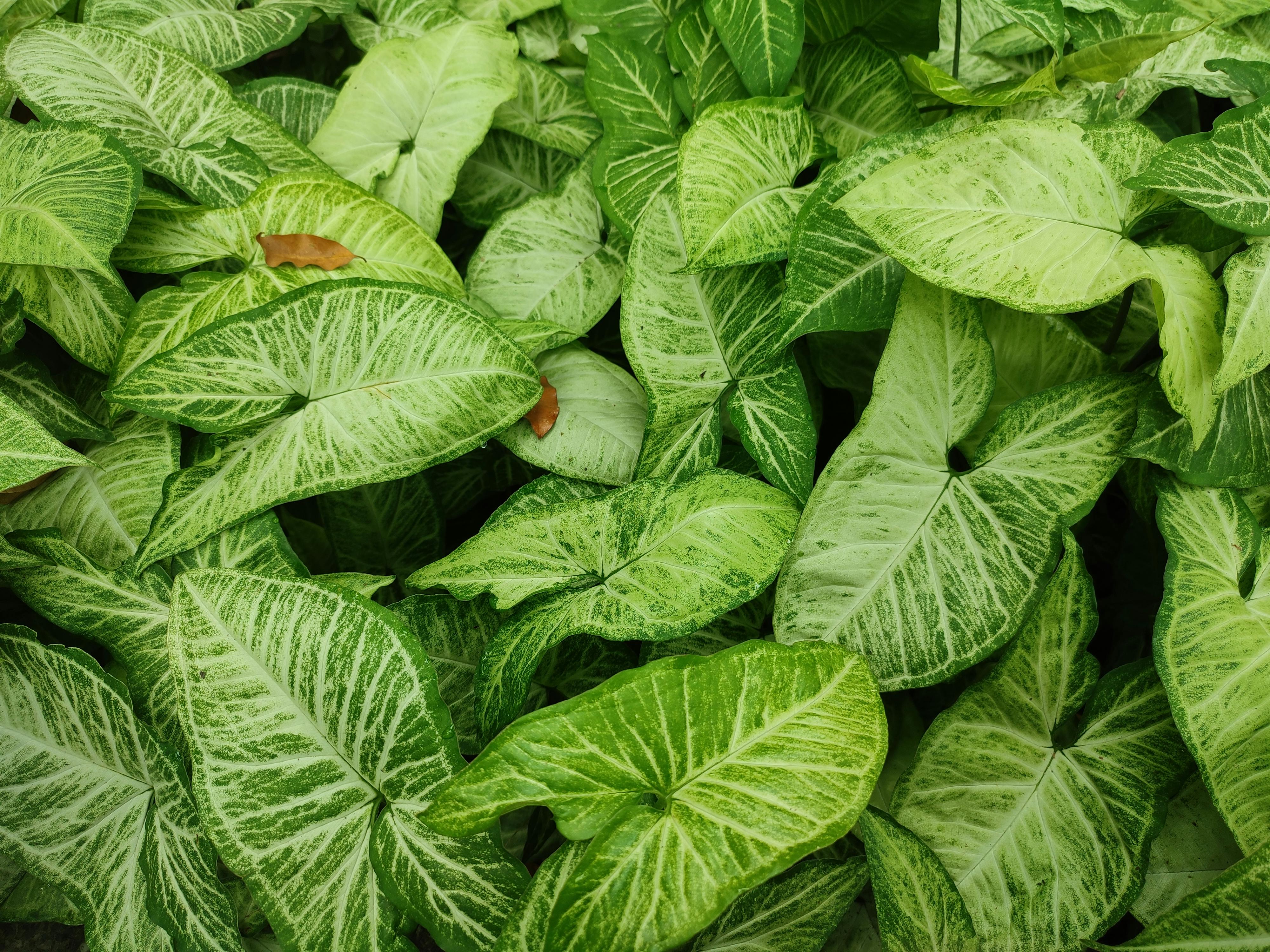 Close-up Photo of Clover Leaves · Free Stock Photo