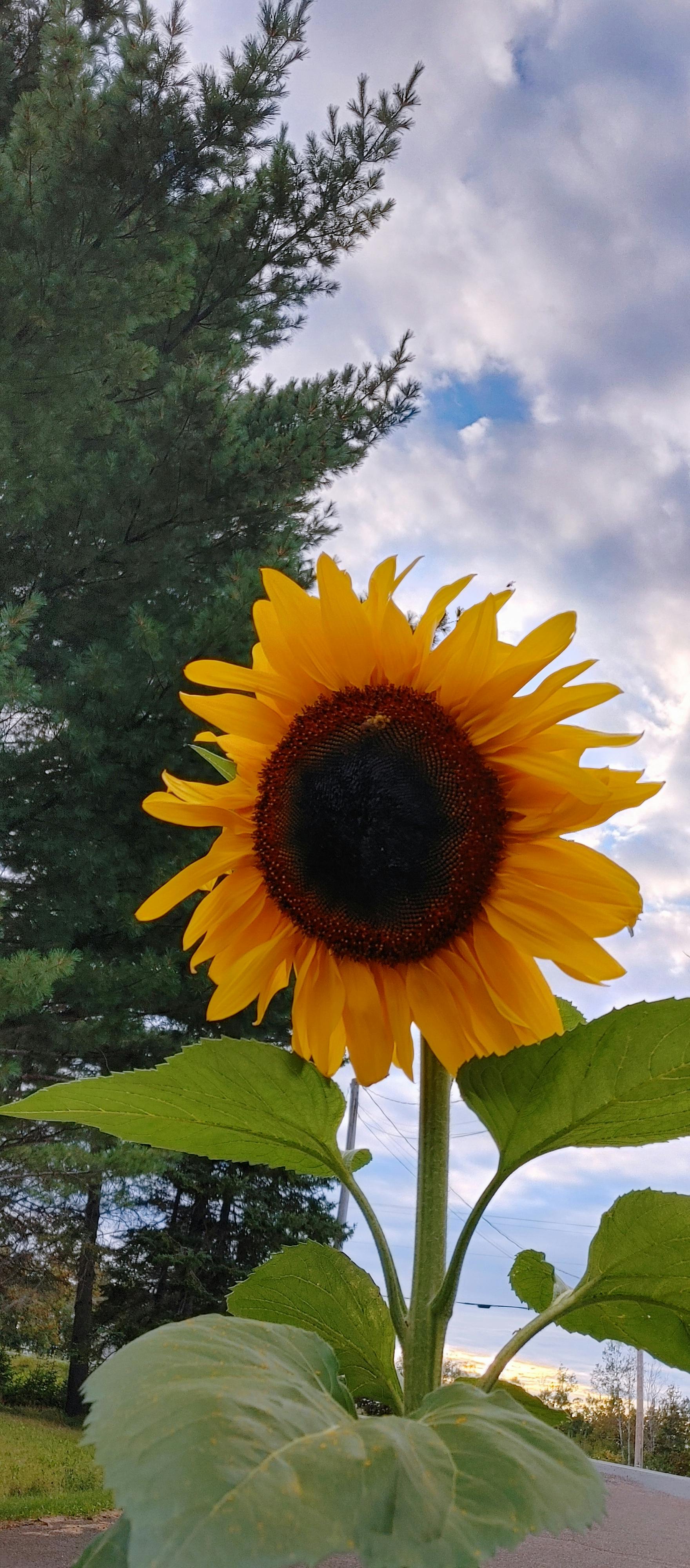 Lou Adams - Photography