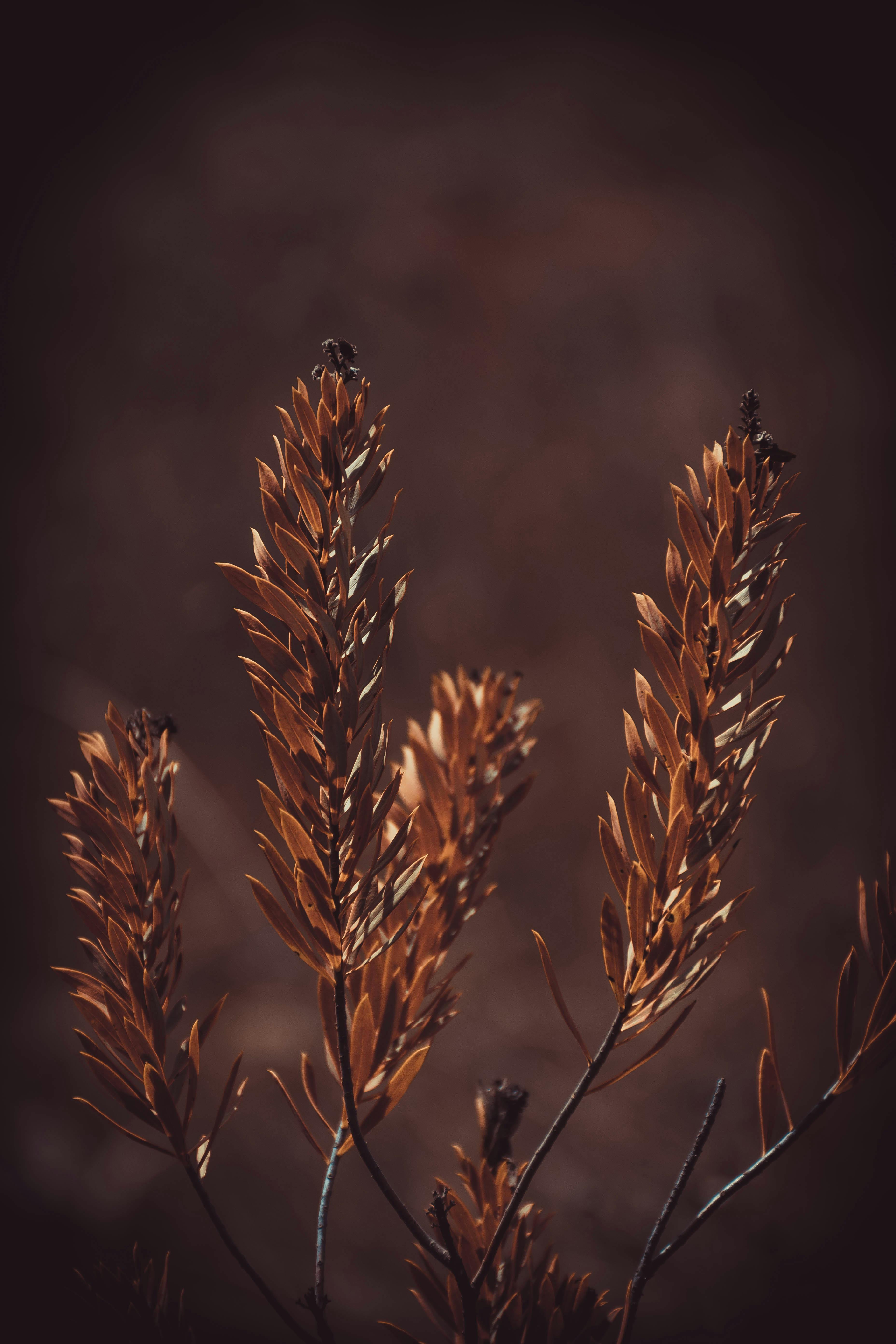 Brown Leaves of a Plant · Free Stock Photo