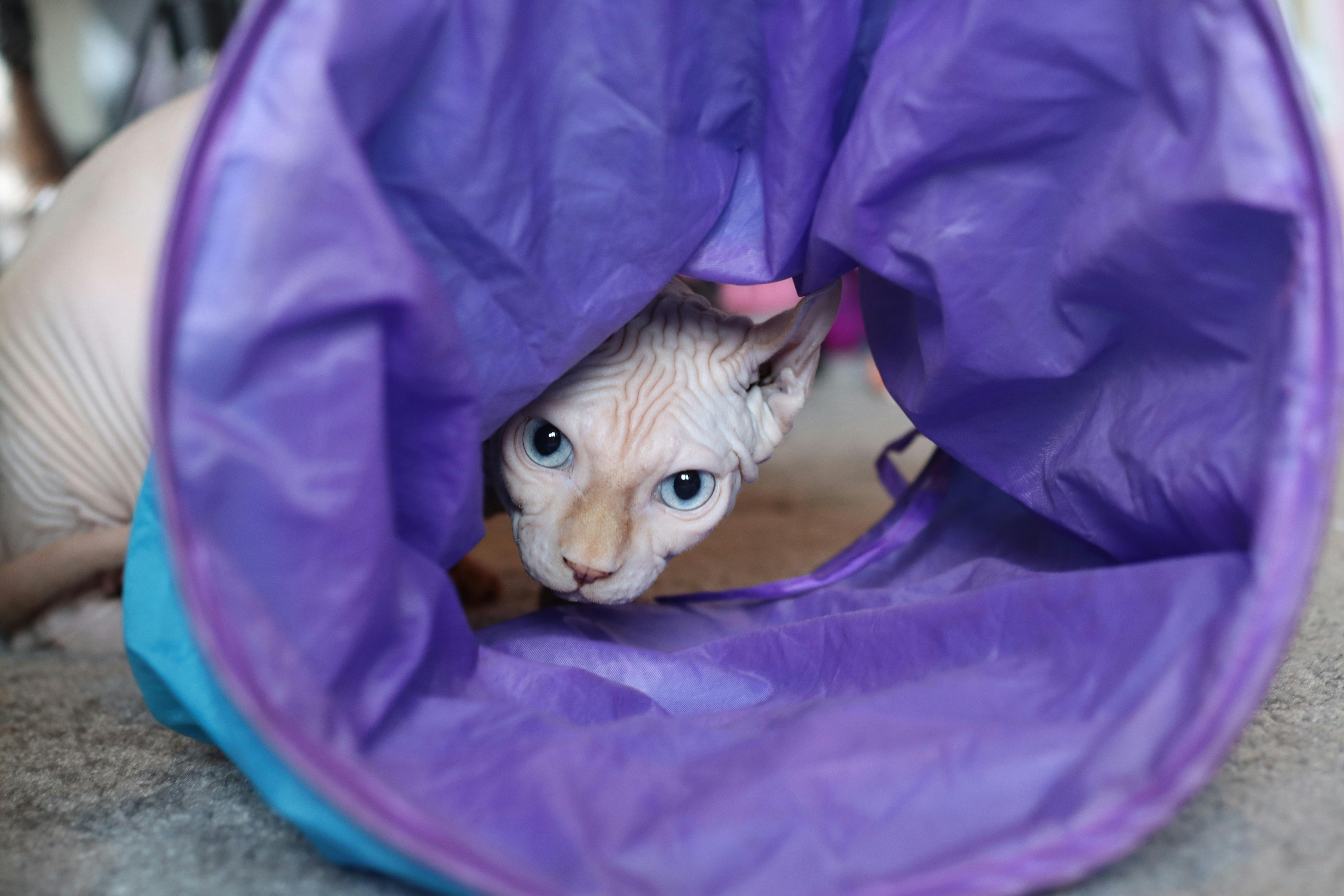 Rondell Benjamin - 사진