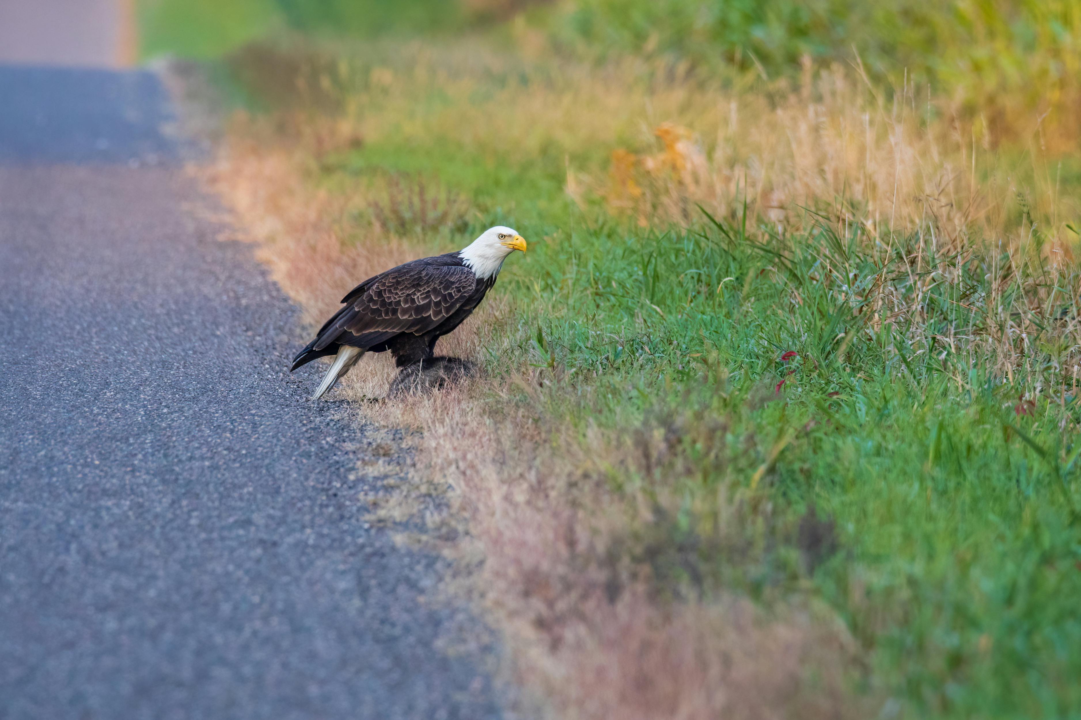 An Eagle on Green Grass Near a Road · Free Stock Photo