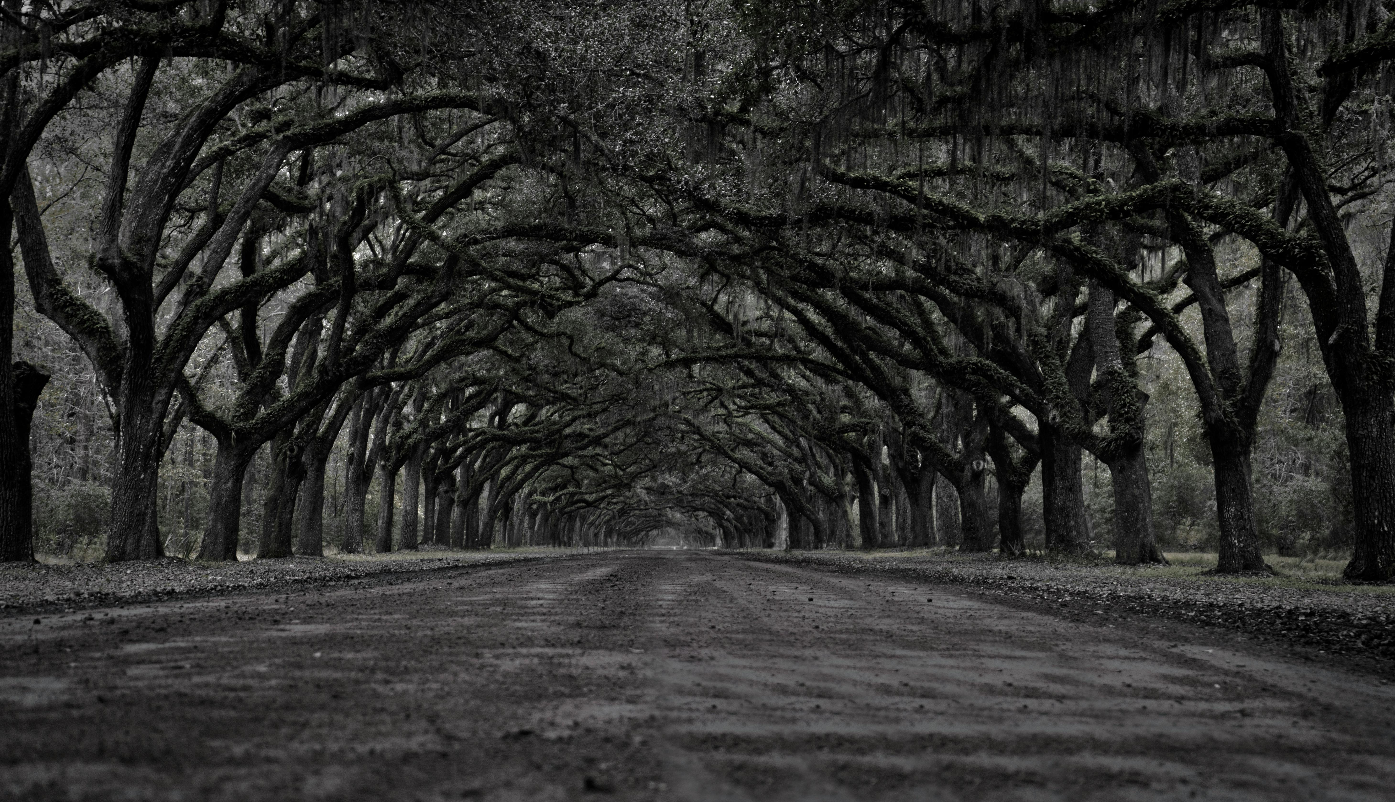 Oak Tree Arch Photos, Download The BEST Free Oak Tree Arch Stock Photos ...
