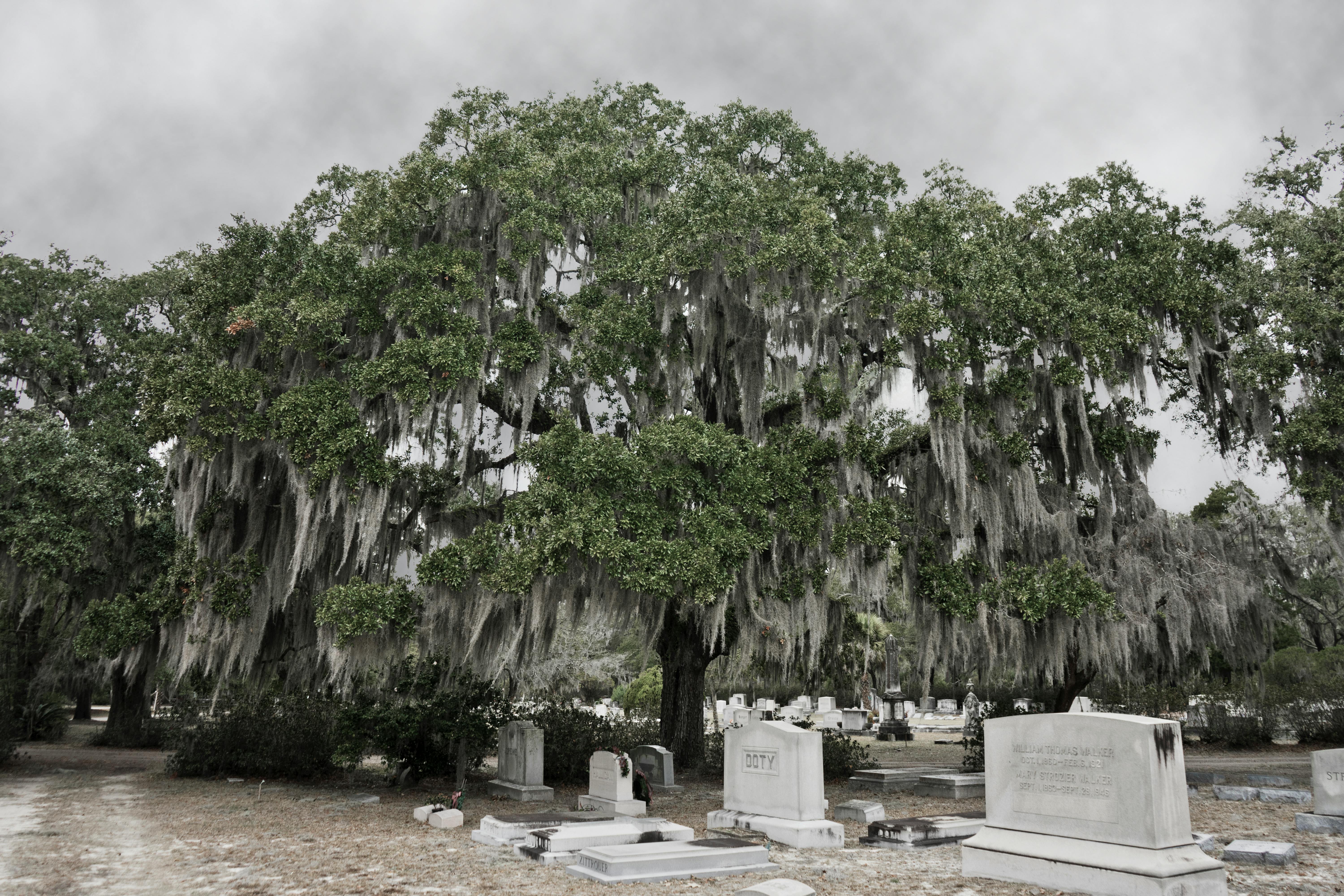 Tombstone Under a Green Tree · Free Stock Photo