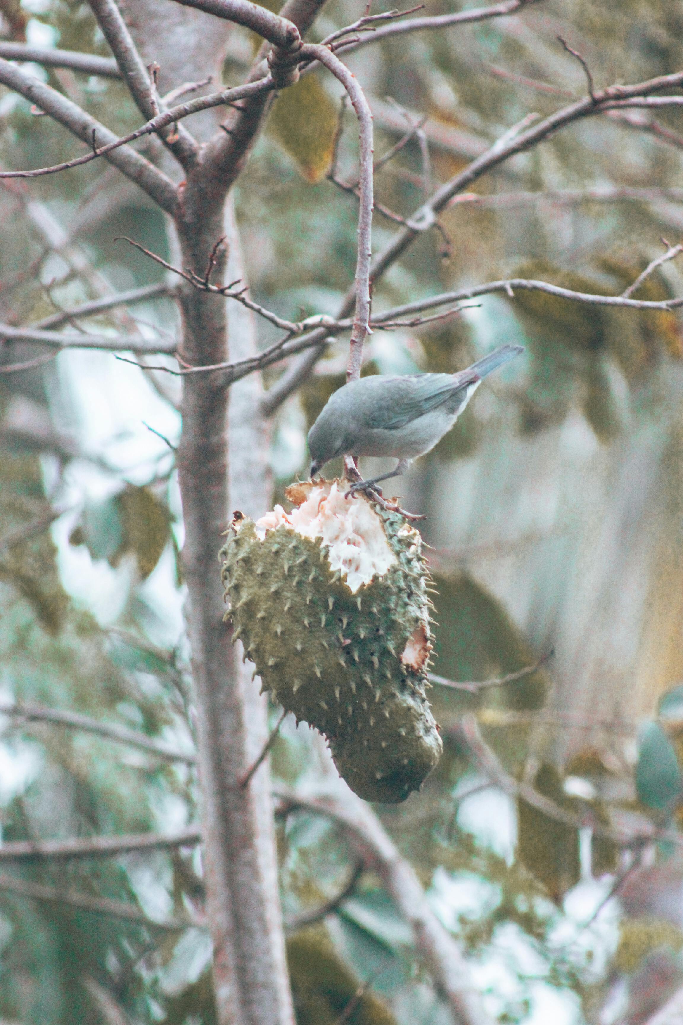 Bird Eating Fruit Photos, Download The BEST Free Bird Eating Fruit ...