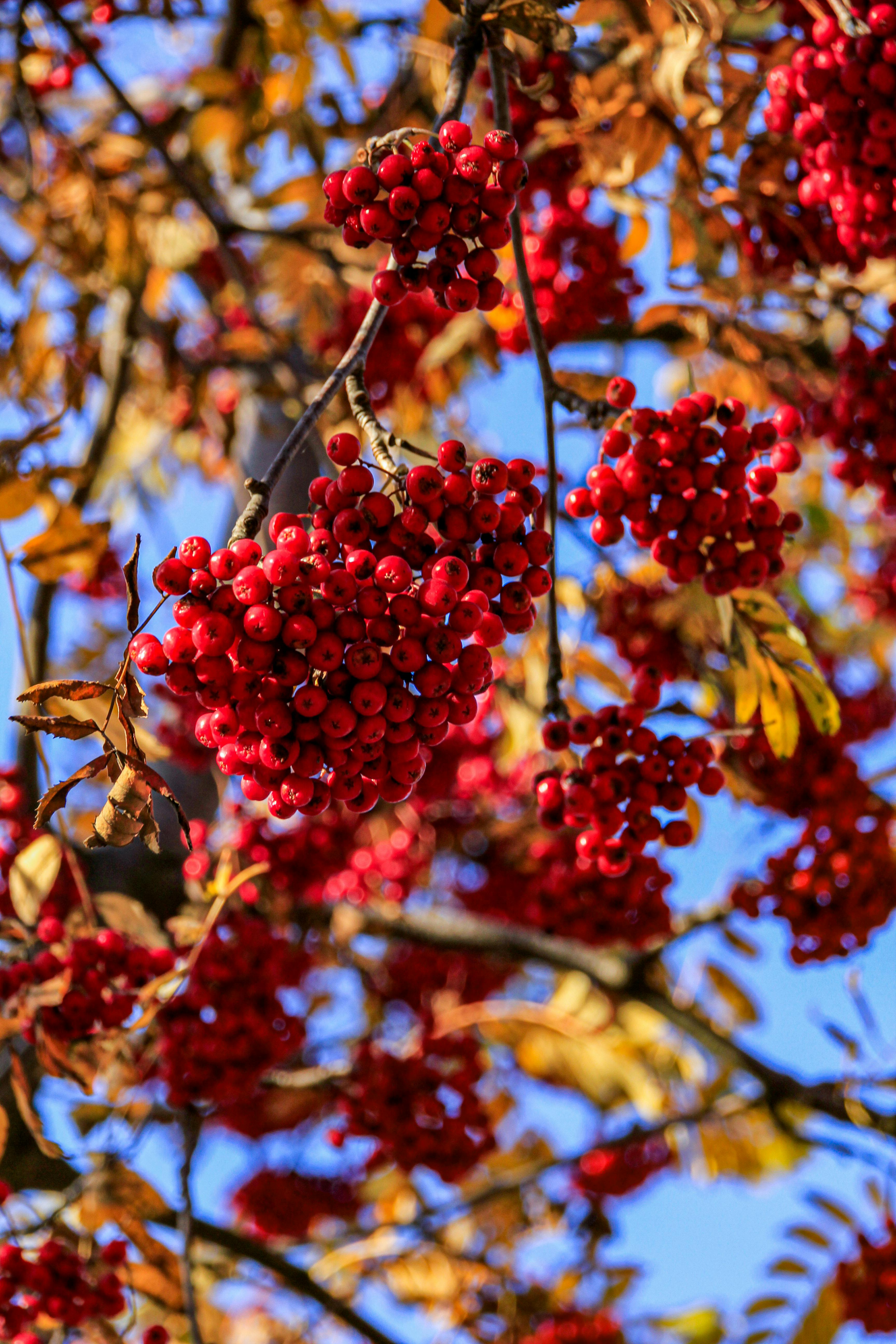 Red Berries on Tree · Free Stock Photo