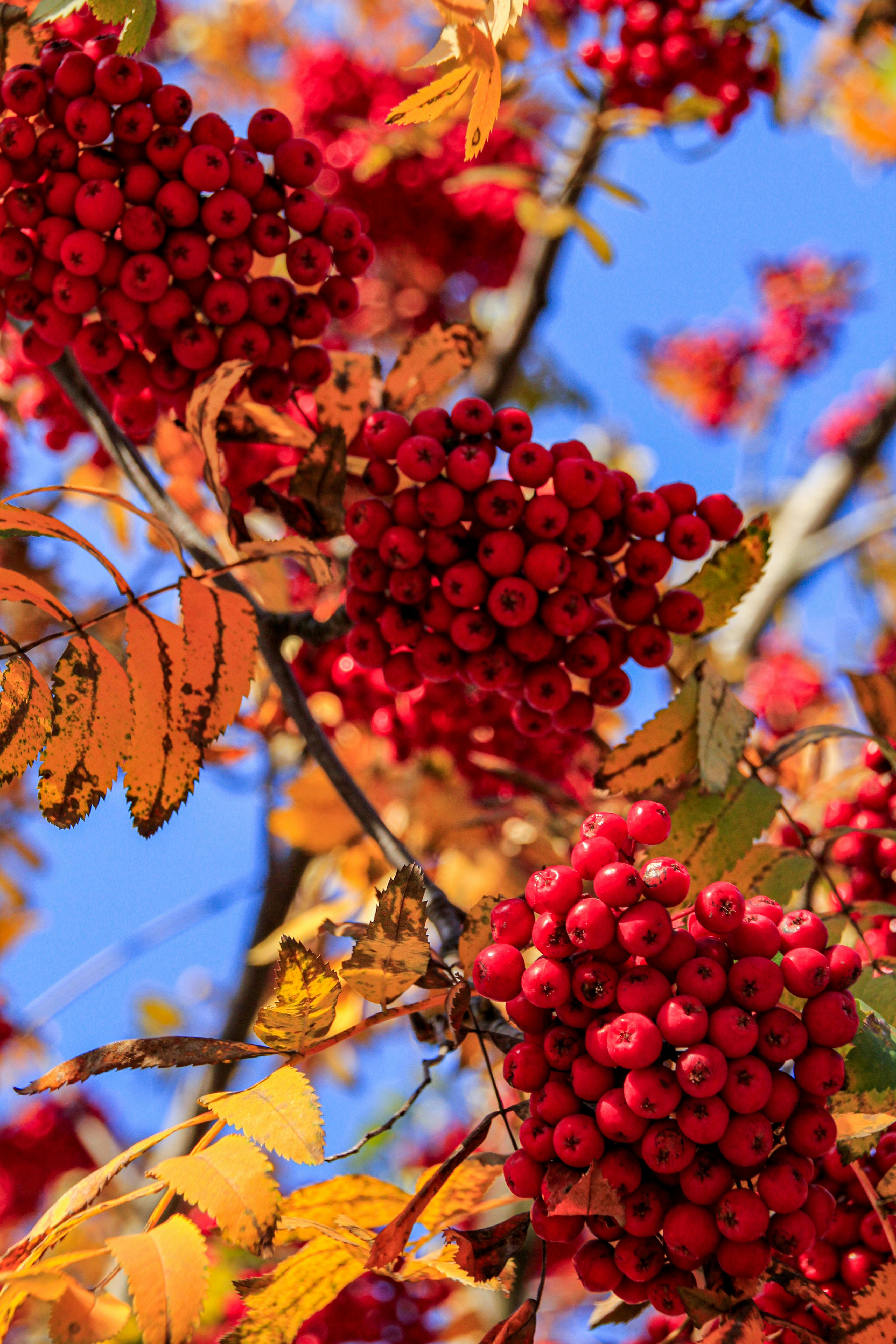 Low Angle Shot of Fruits on a Tree · Free Stock Photo