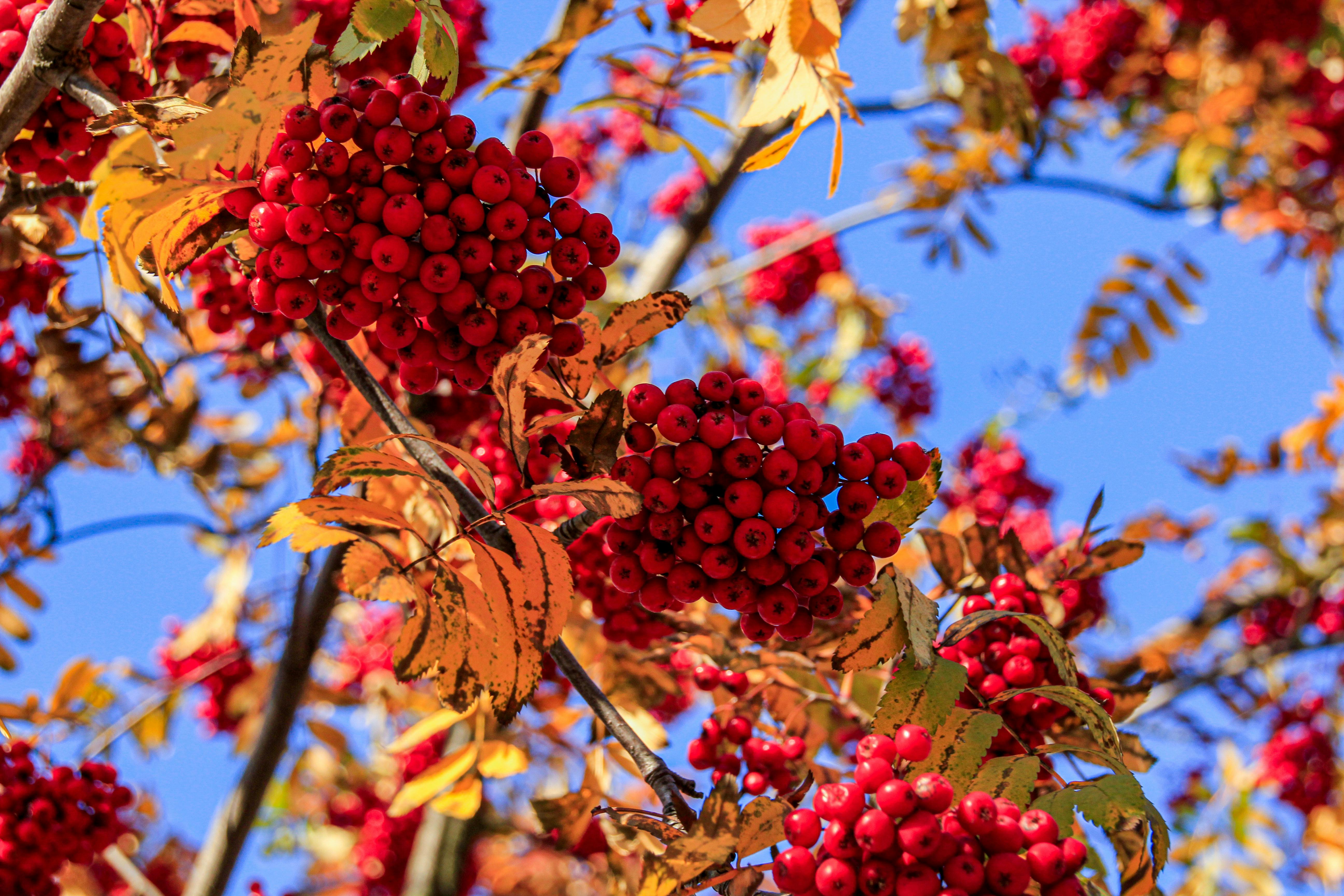 Fruit Tree · Free Stock Photo