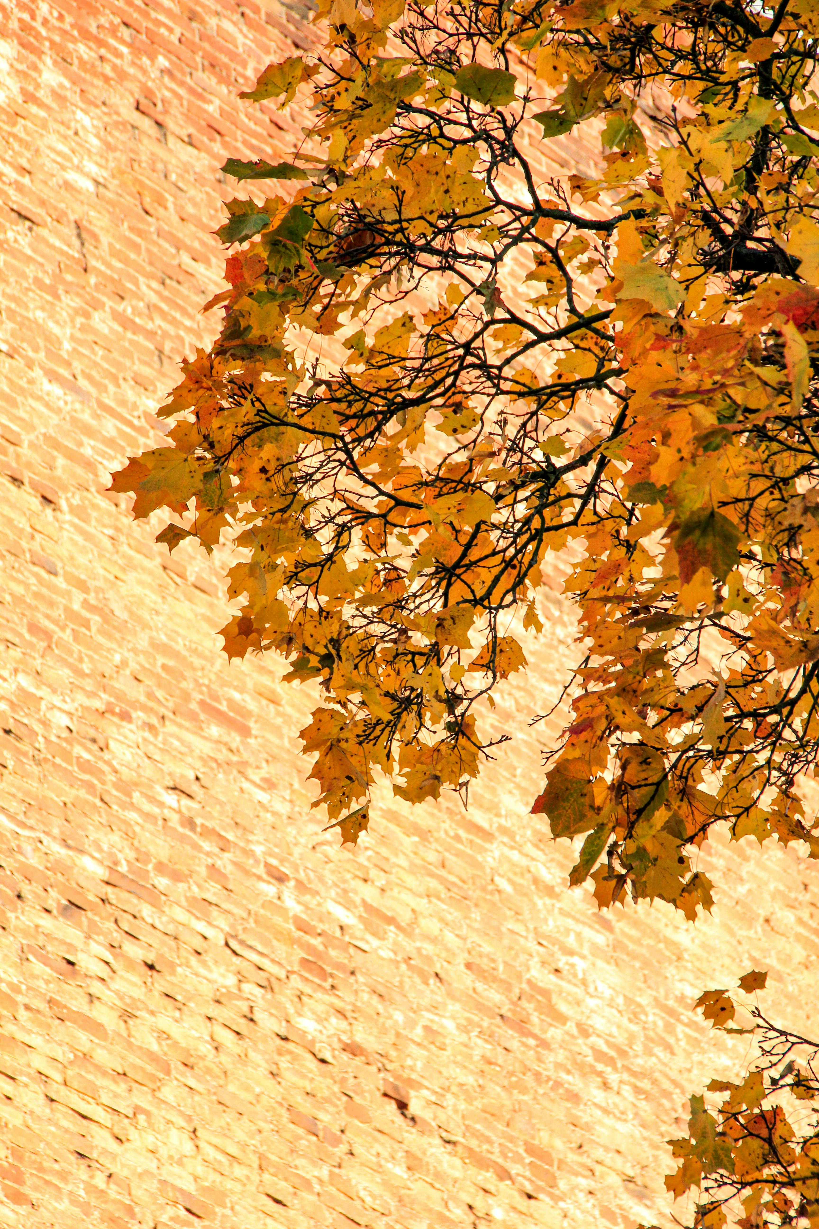 Autumn Leaves under Trees · Free Stock Photo