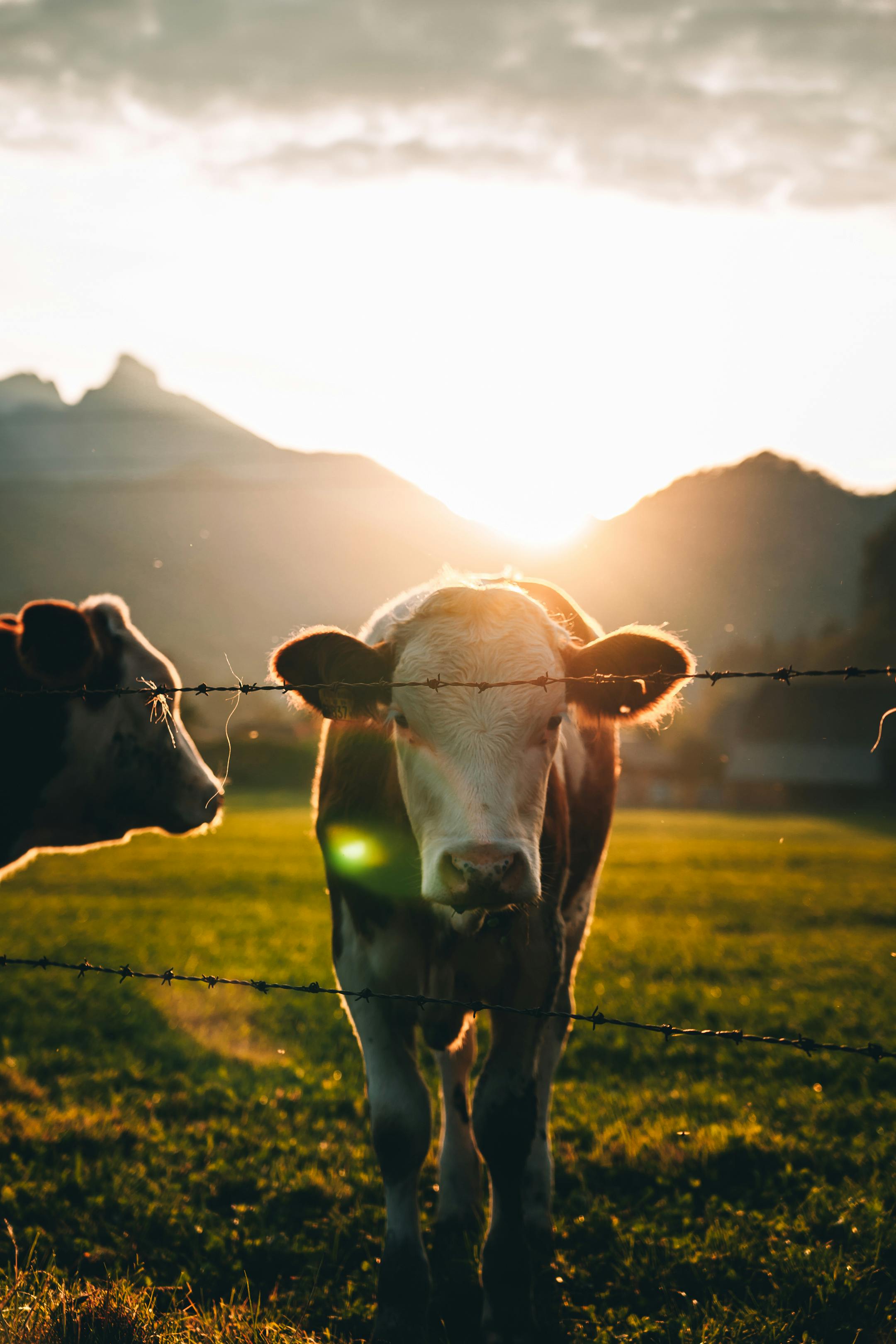 Cow with sunset as background · Free Stock Photo