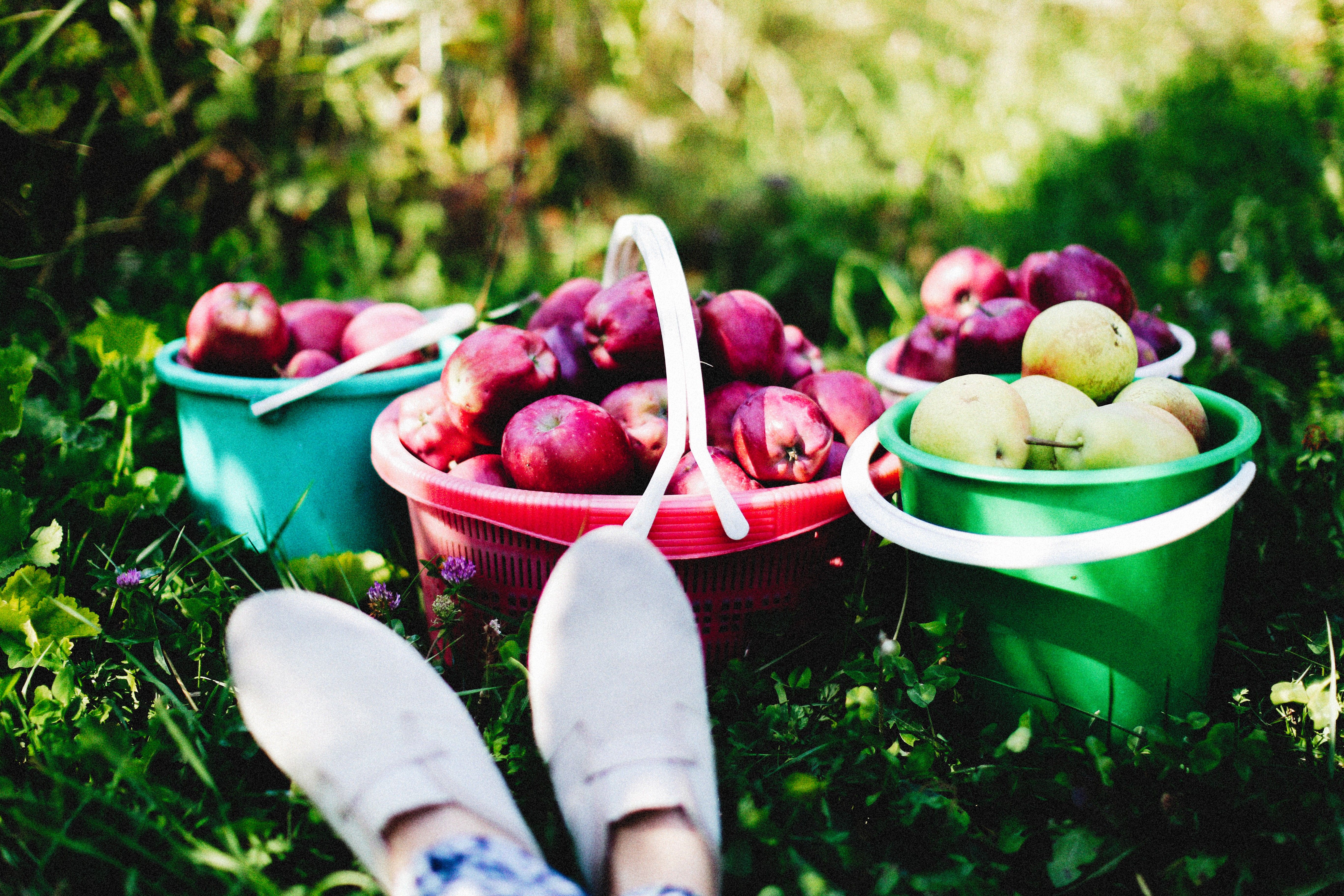Buckets of Fresh Fruits on Green Grass · Free Stock Photo