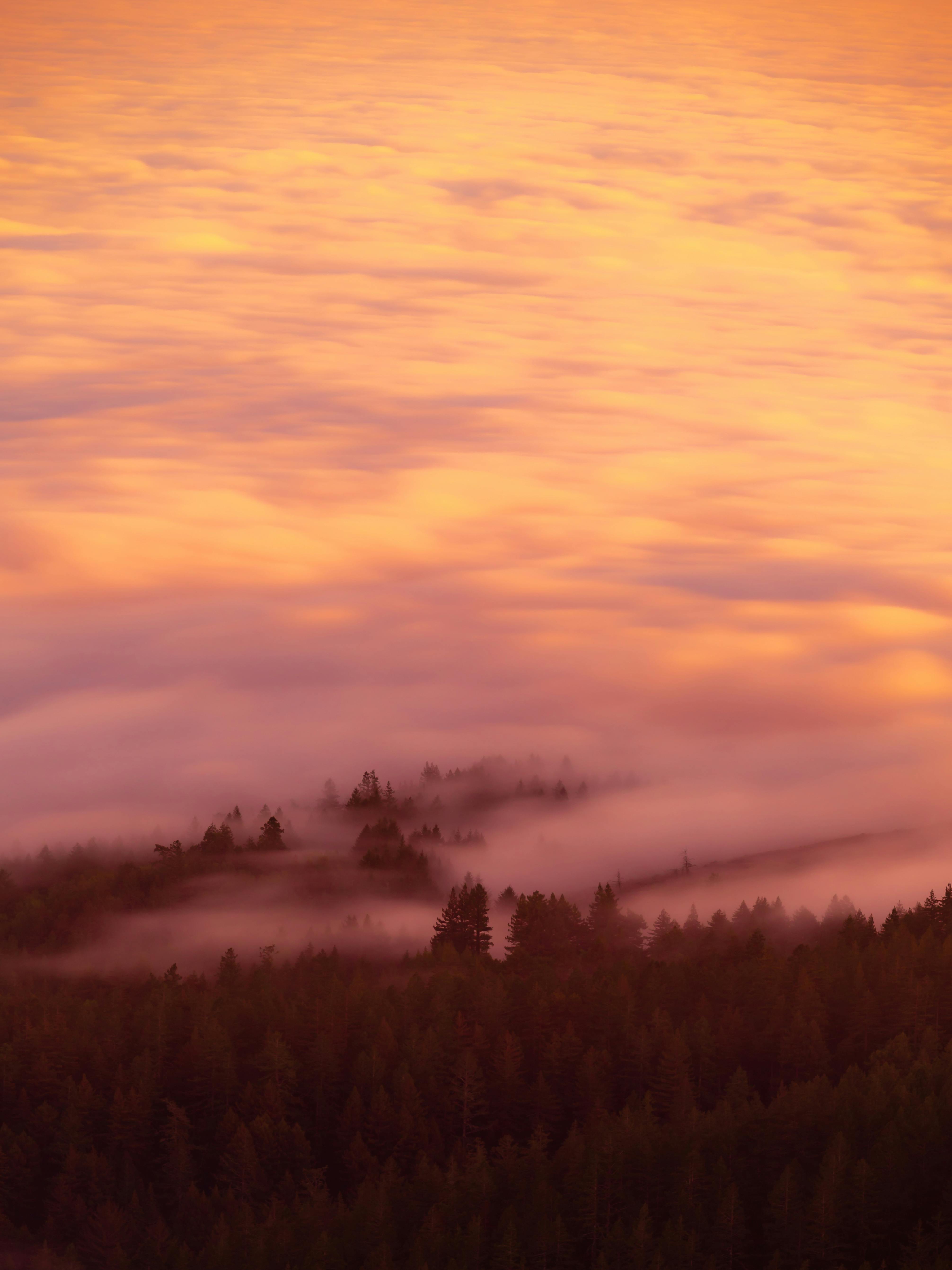 Drone Shot of Trees during Sunset · Free Stock Photo