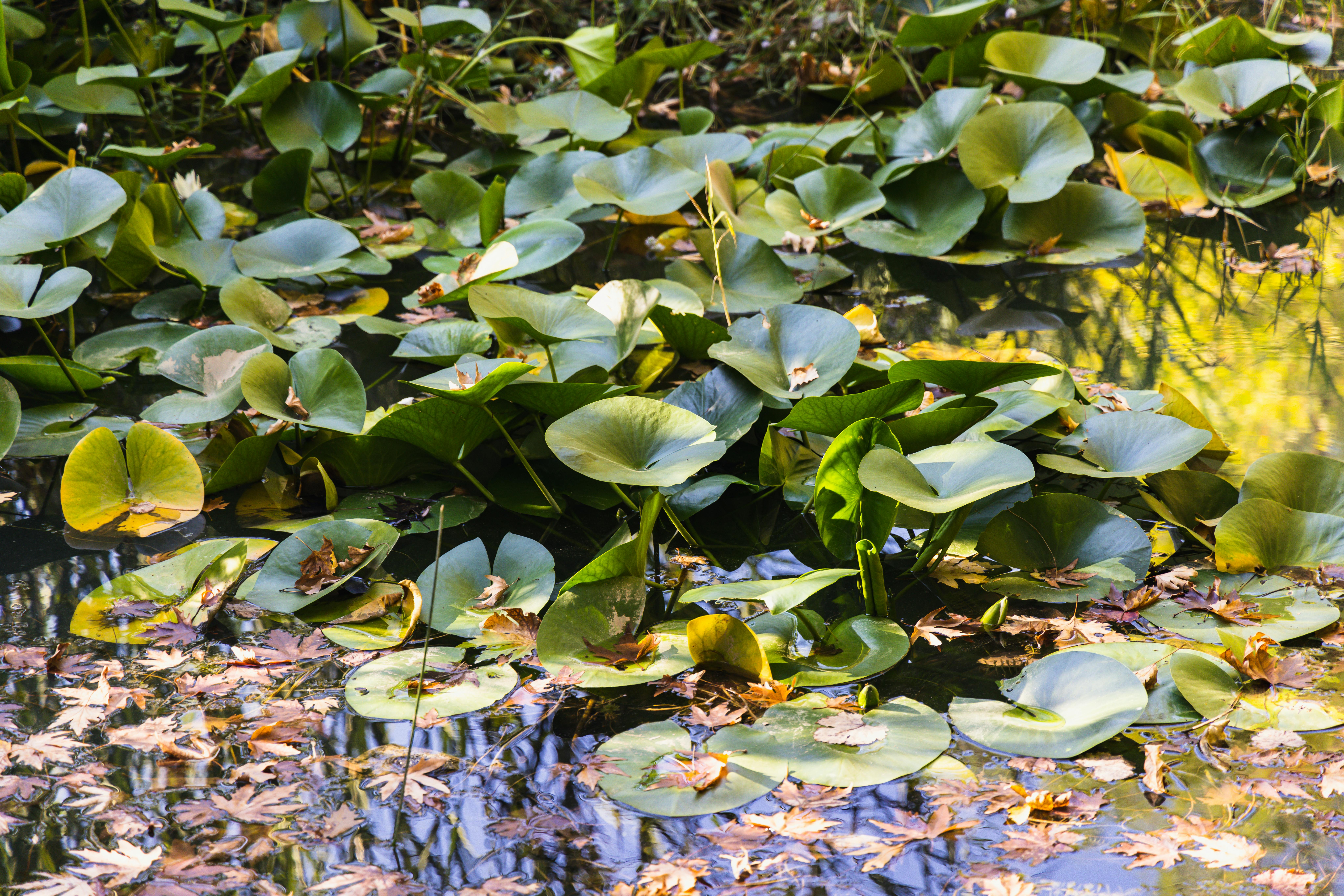 Close-up Photo of Water Lilies on a Marsh · Free Stock Photo