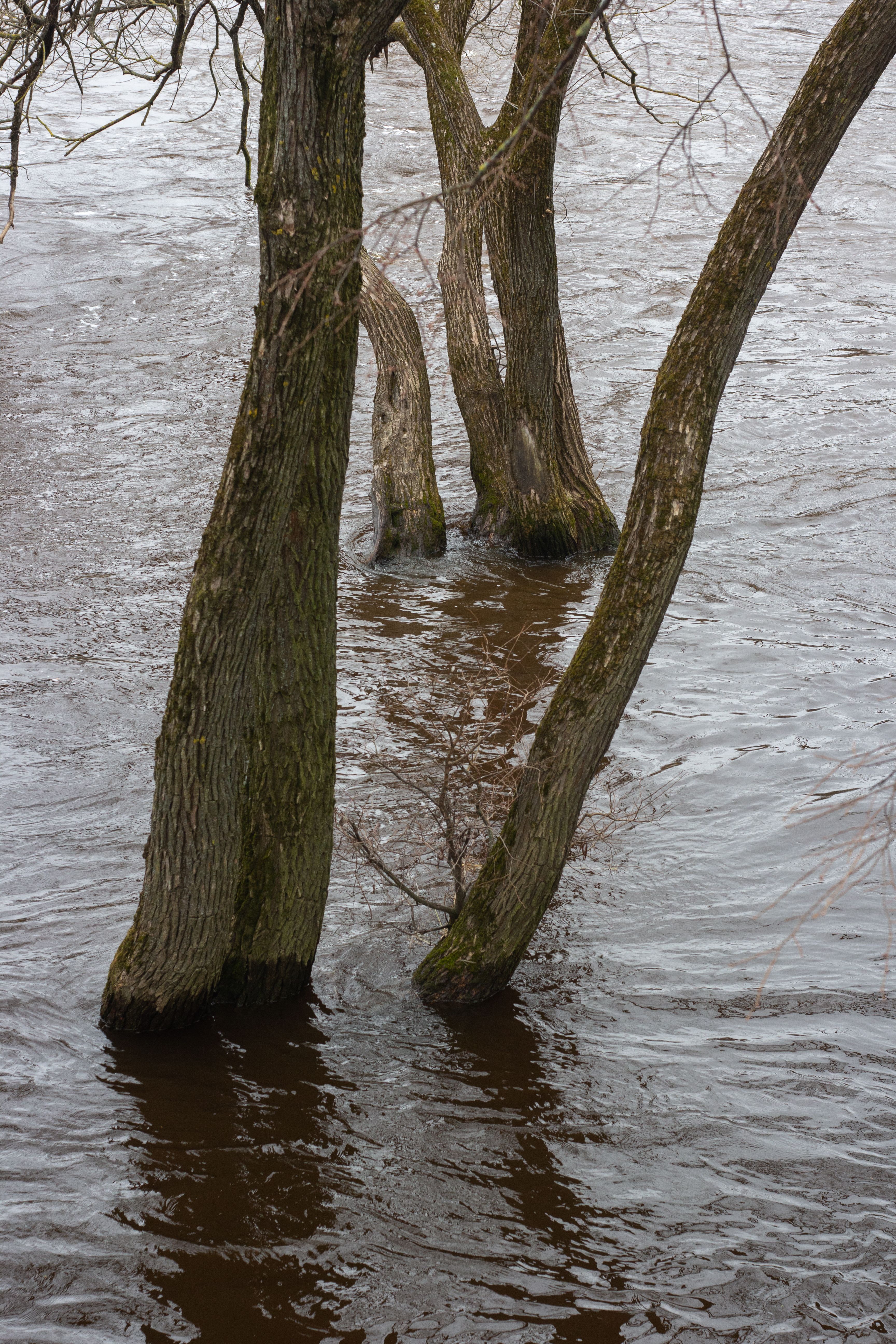 A Tree Trunk on a Body of Water · Free Stock Photo